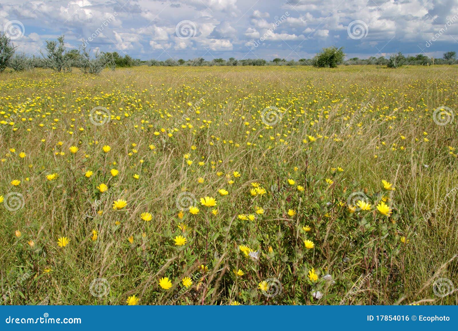 Wildflower landscape stock photo. Image of small, namibia - 17854016