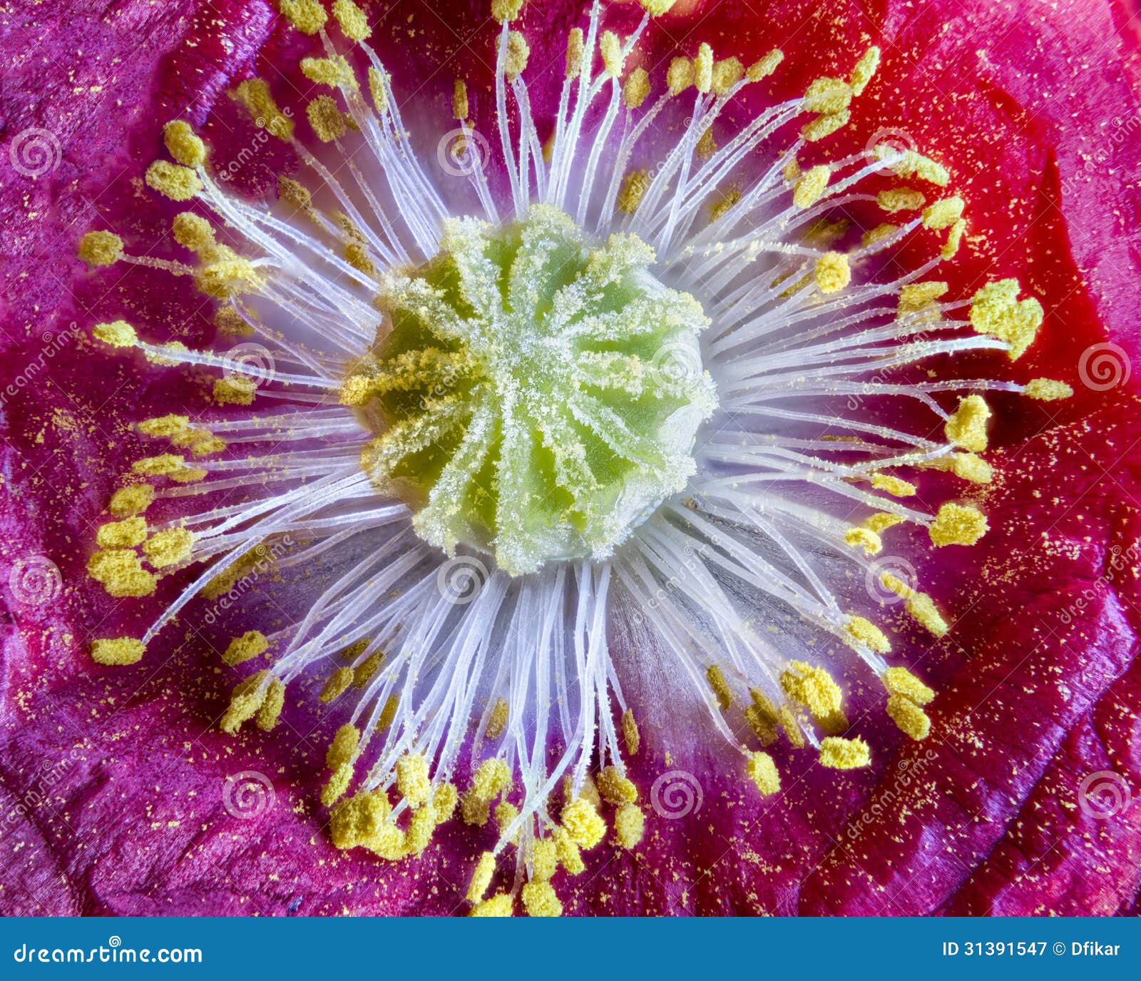 Wildflower Macro stock image. Image of details, close - 31391547