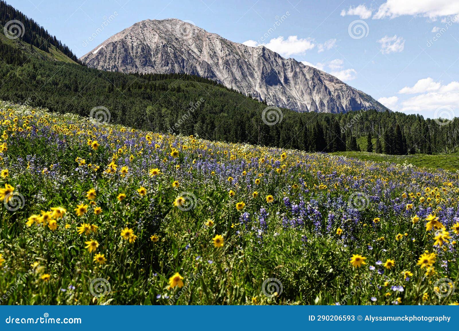 Wildflower Magic stock image. Image of mountain, gothic - 290206593