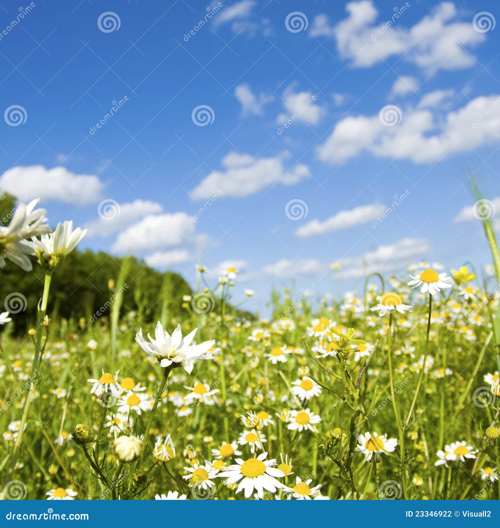 Wildflower Meadow At Spa Garden Schliersee, View To Brecherspitze ...