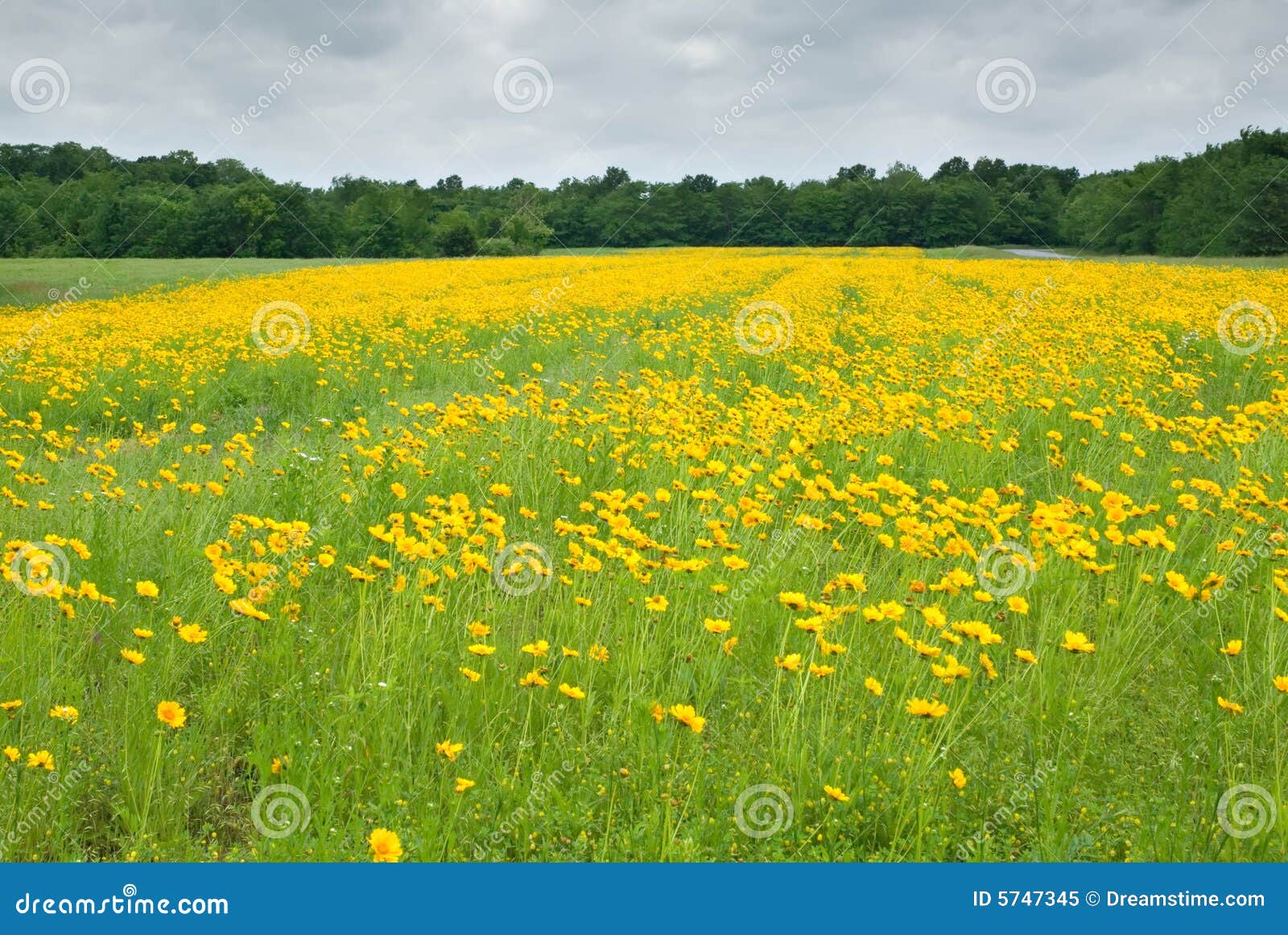 Wildflower Meadow stock image. Image of fresh, seasonal - 5747345