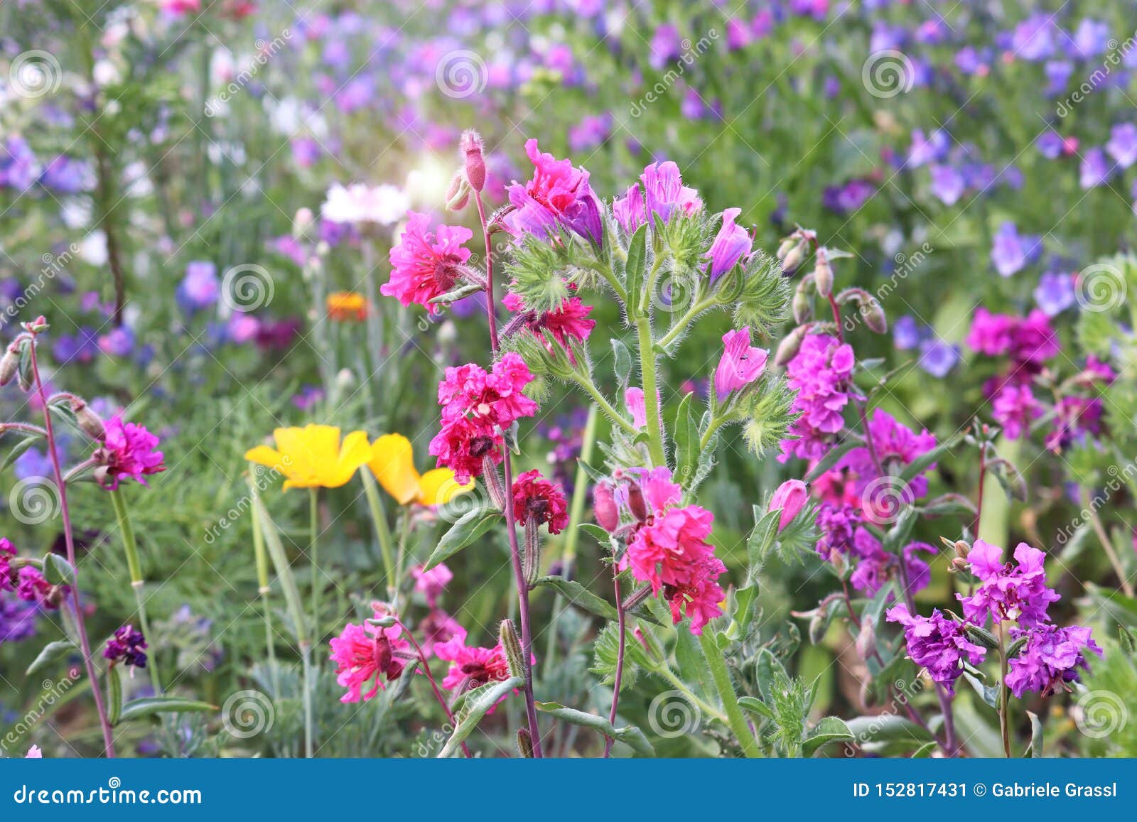 Wildflower Meadow with Pink Flowers in the Foreground Stock Image ...