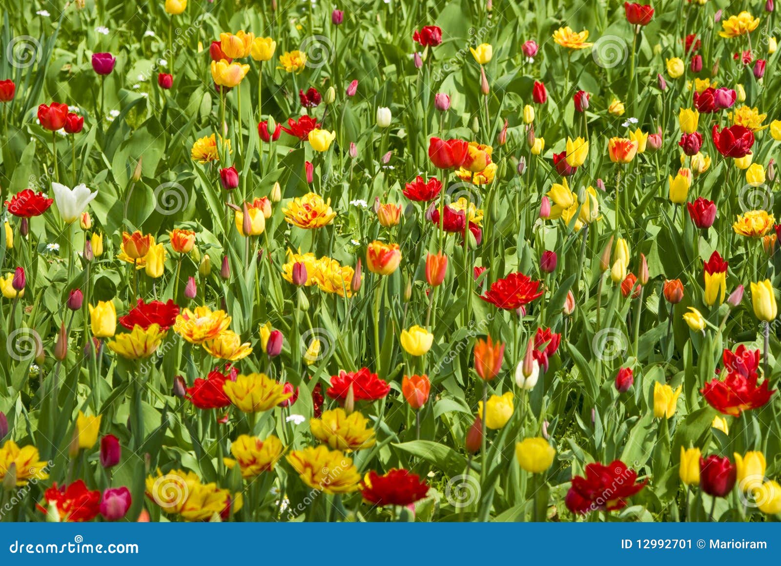 Wildflower Meadow in Spring Stock Image - Image of bloom, spring: 12992701