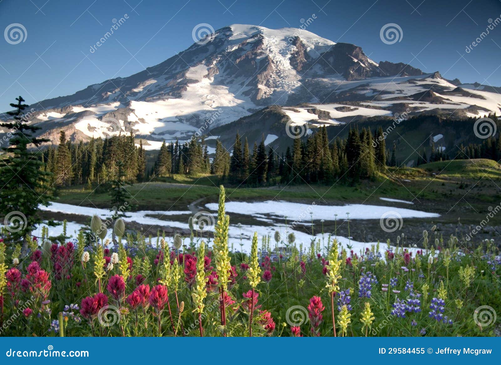 Wildflower of Mount Rainier Stock Image - Image of mount, plants: 29584455