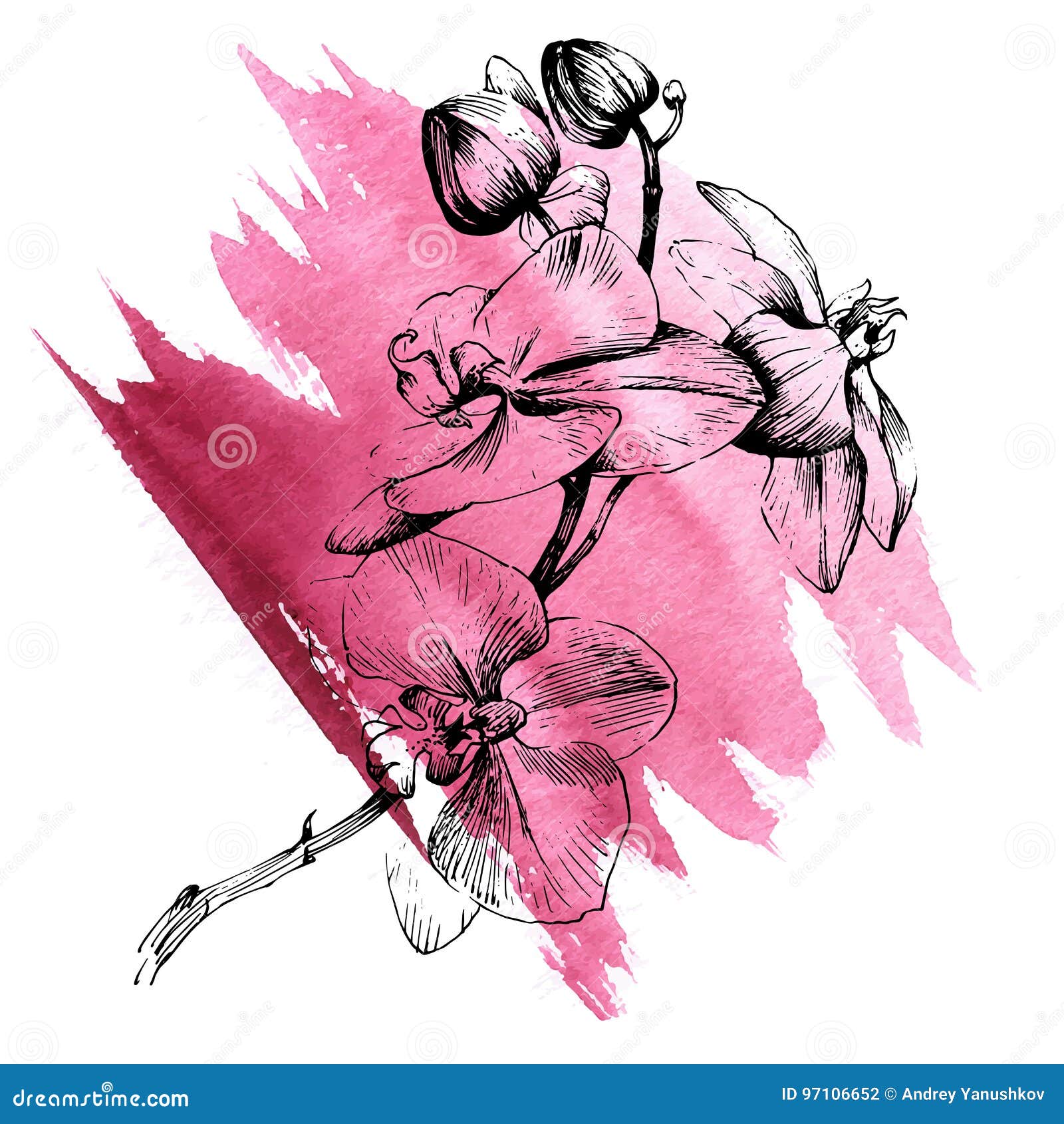 Wildflower Orchid Flower in a Vector Style Isolated. Stock Vector ...