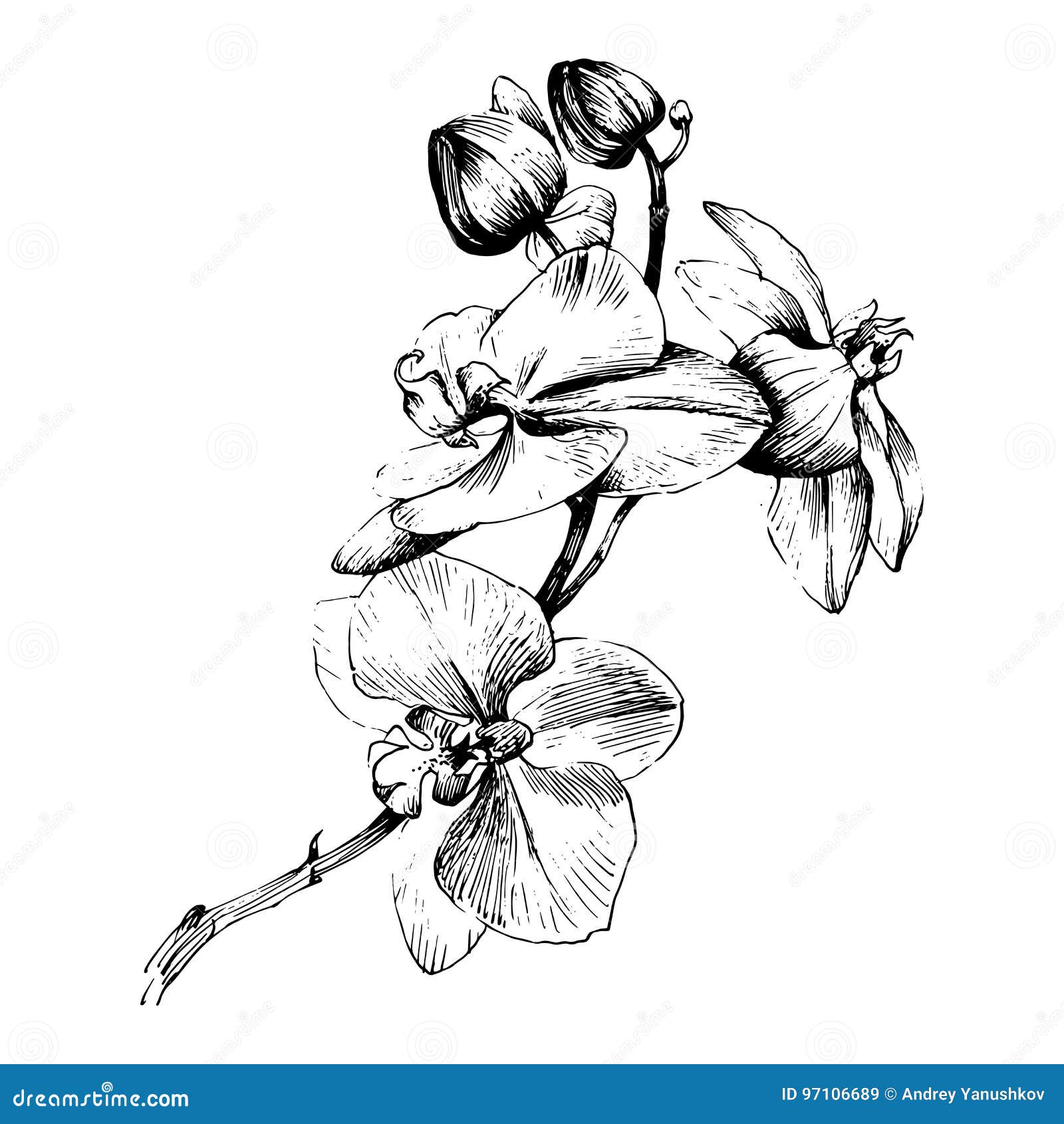 Wildflower Orchid Flower in a Vector Style Isolated. Stock Vector ...