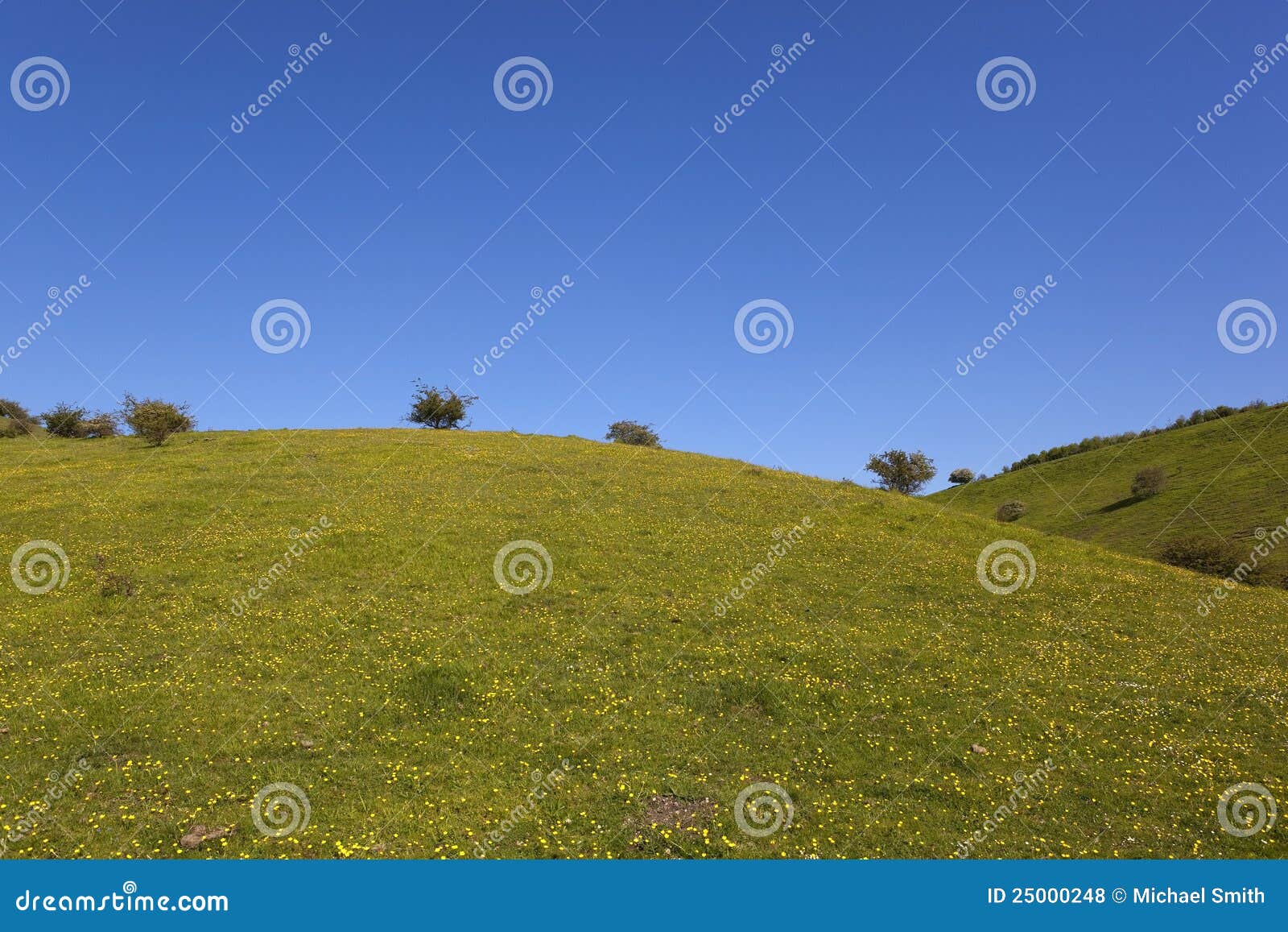Wildflower pasture stock photo. Image of farming, meadow - 25000248