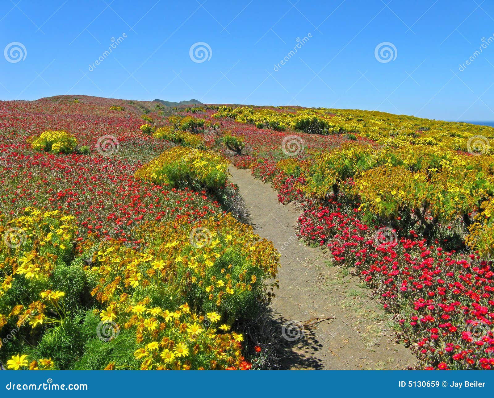 Wildflower path, Anacapa stock image. Image of iceplant - 5130659