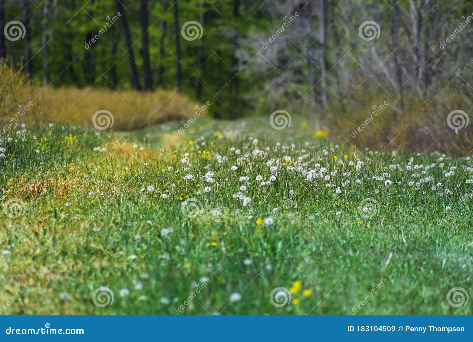 A Wildflower Path into the Woods Stock Image - Image of wildflowers ...
