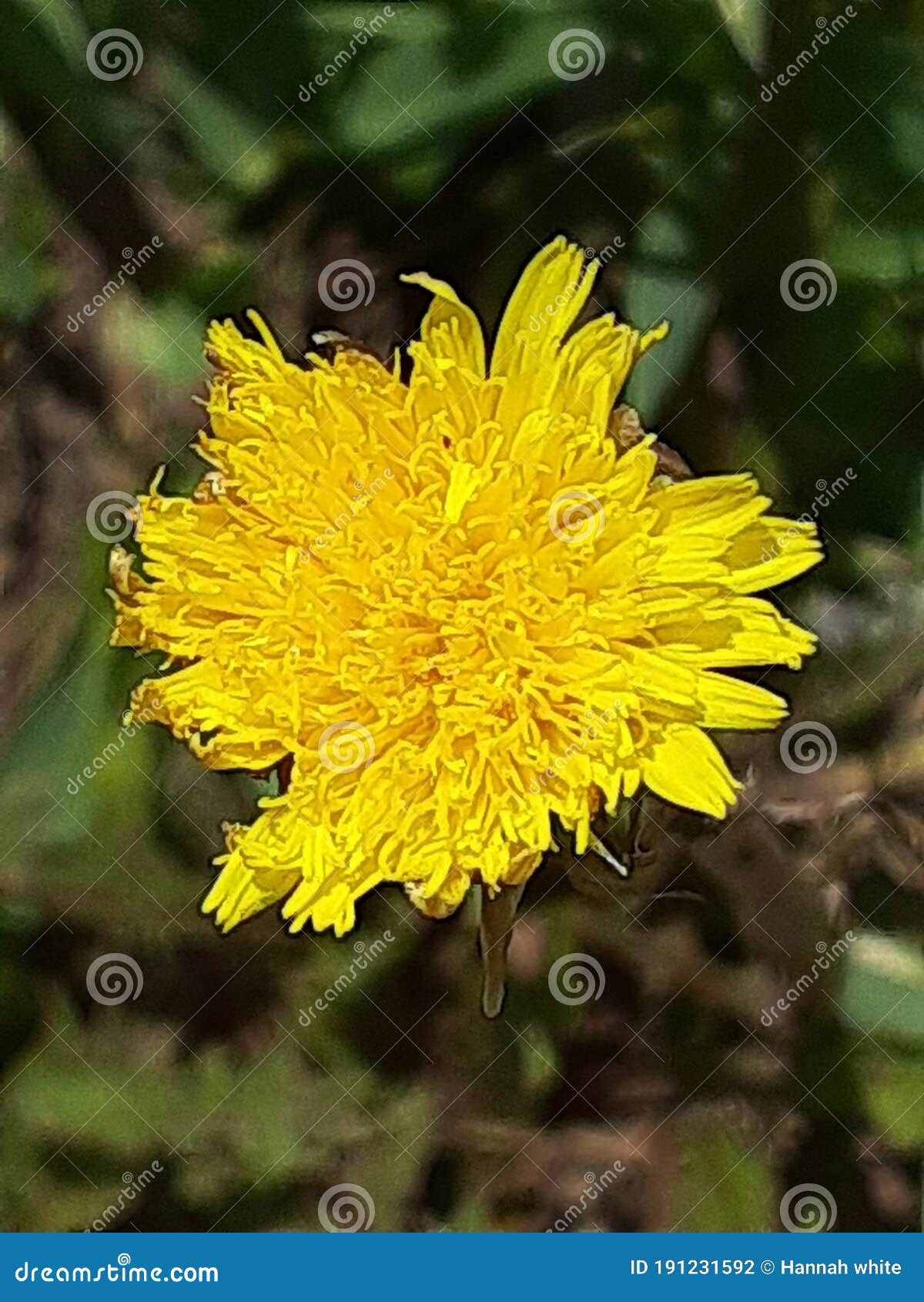 Plant Pollen, Plant Approximately, Plant Interior Royalty-Free Stock ...