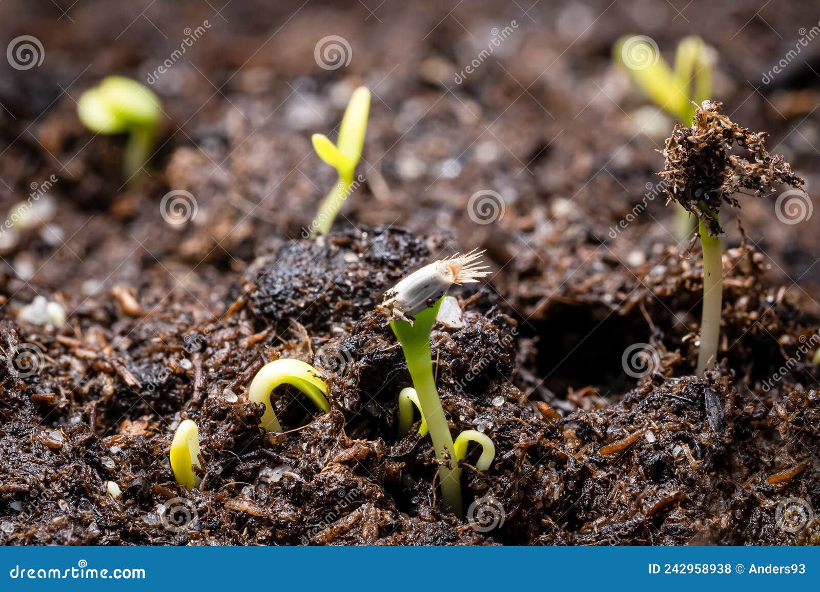 Wildflower Seedlings Breaking through Soil Stock Photo - Image of life ...