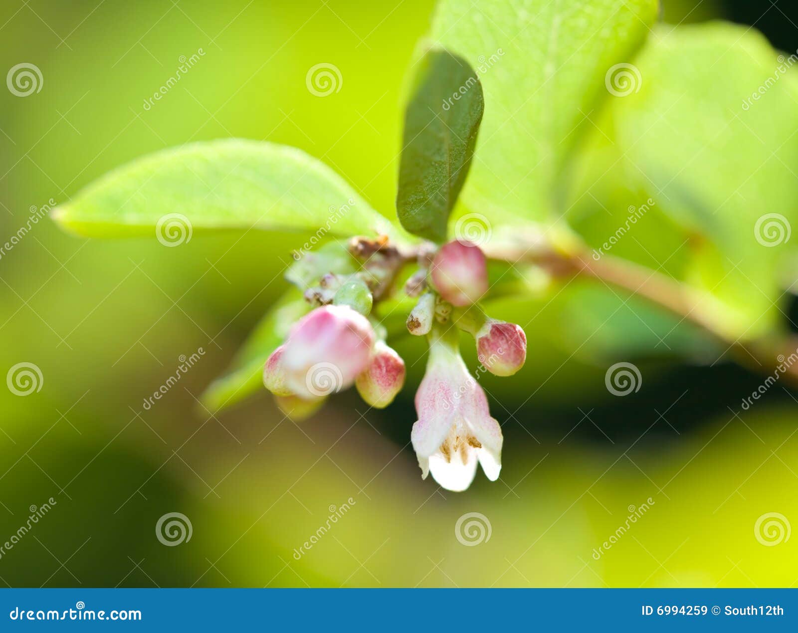 Wildflower Snowberry, Genus Symphoricarpos Stock Image - Image of macro ...