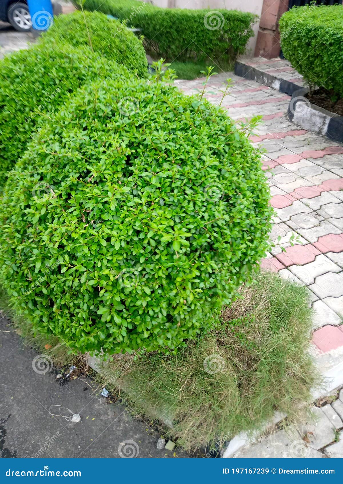 A wildflower tree asphalt stock image. Image of food - 197167239