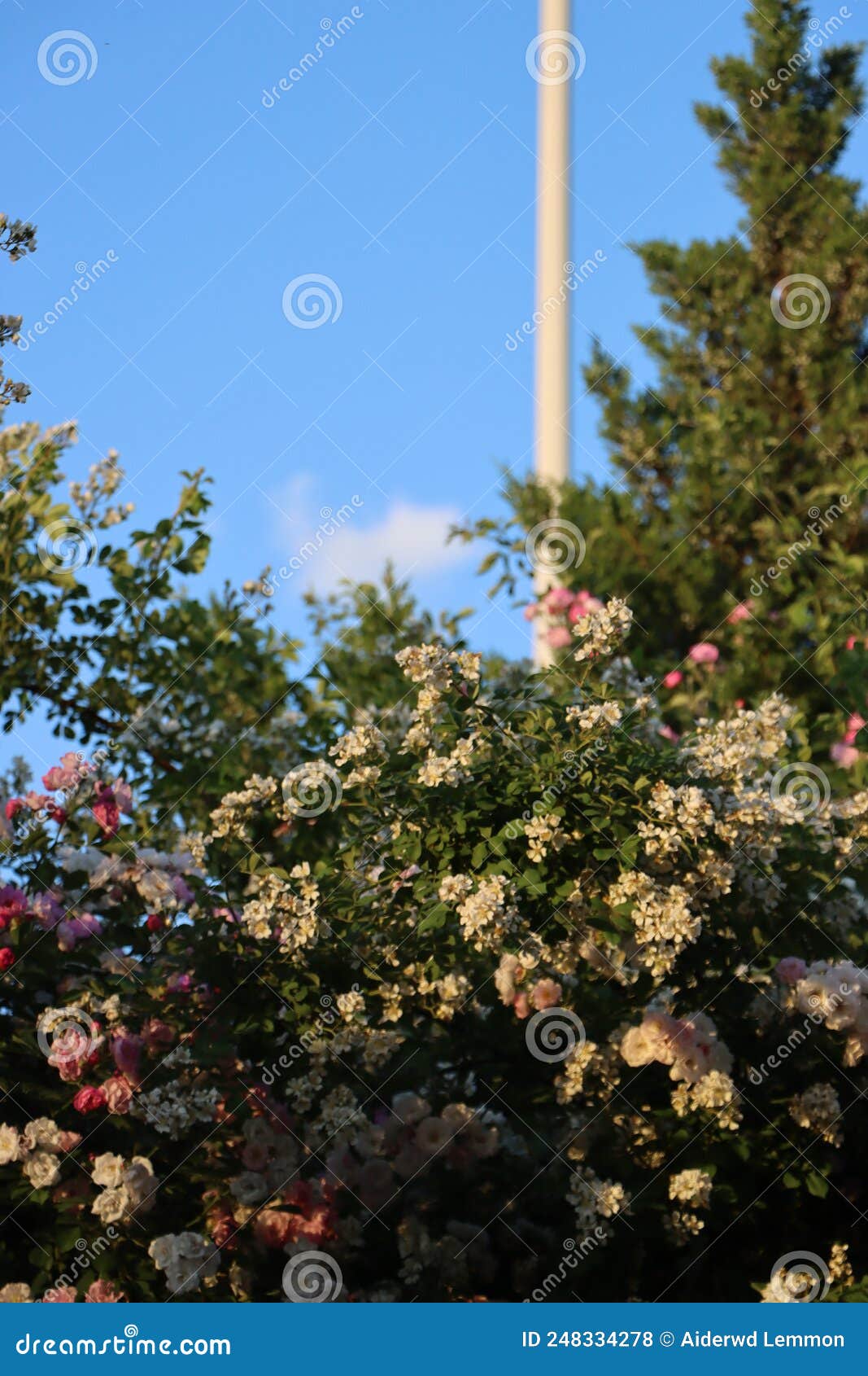 Wildflower in yard stock photo. Image of woodland, nature - 248334278
