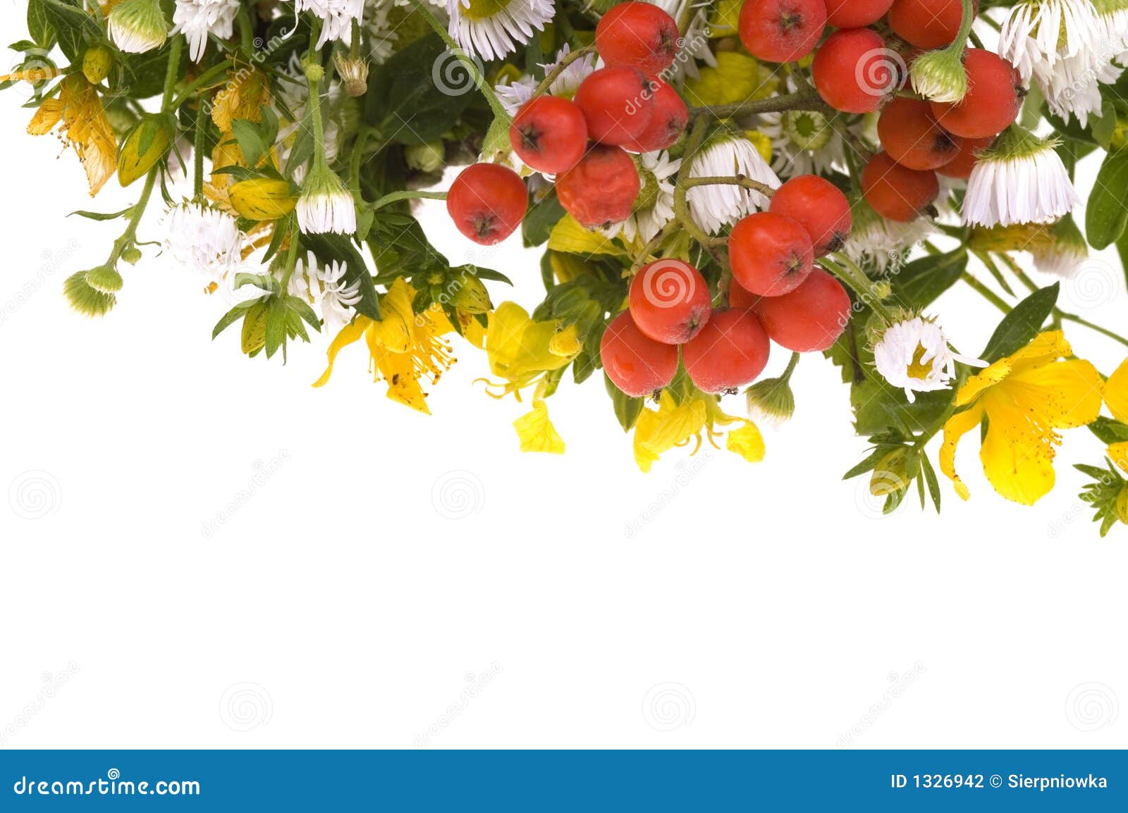 Wildflowers stock photo. Image of wildflowers, mothers - 1326942