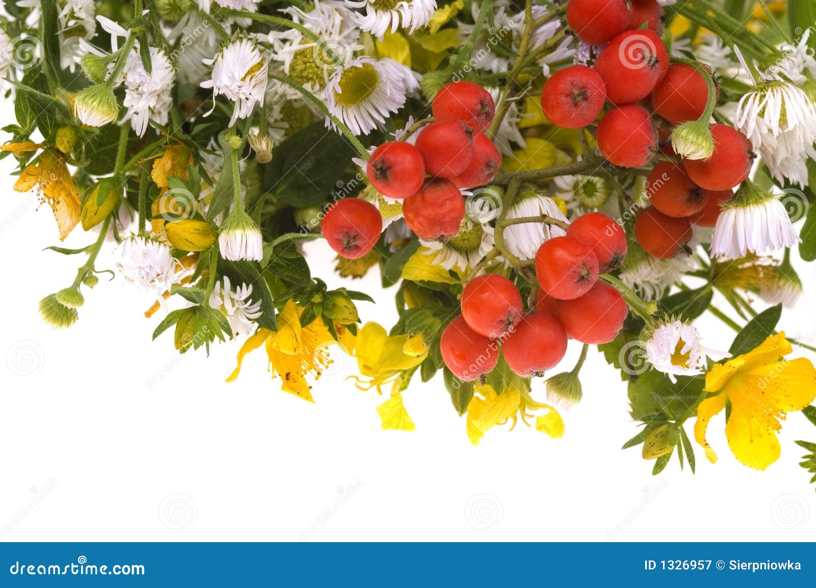 Wildflowers stock image. Image of green, white, leaves - 1326957