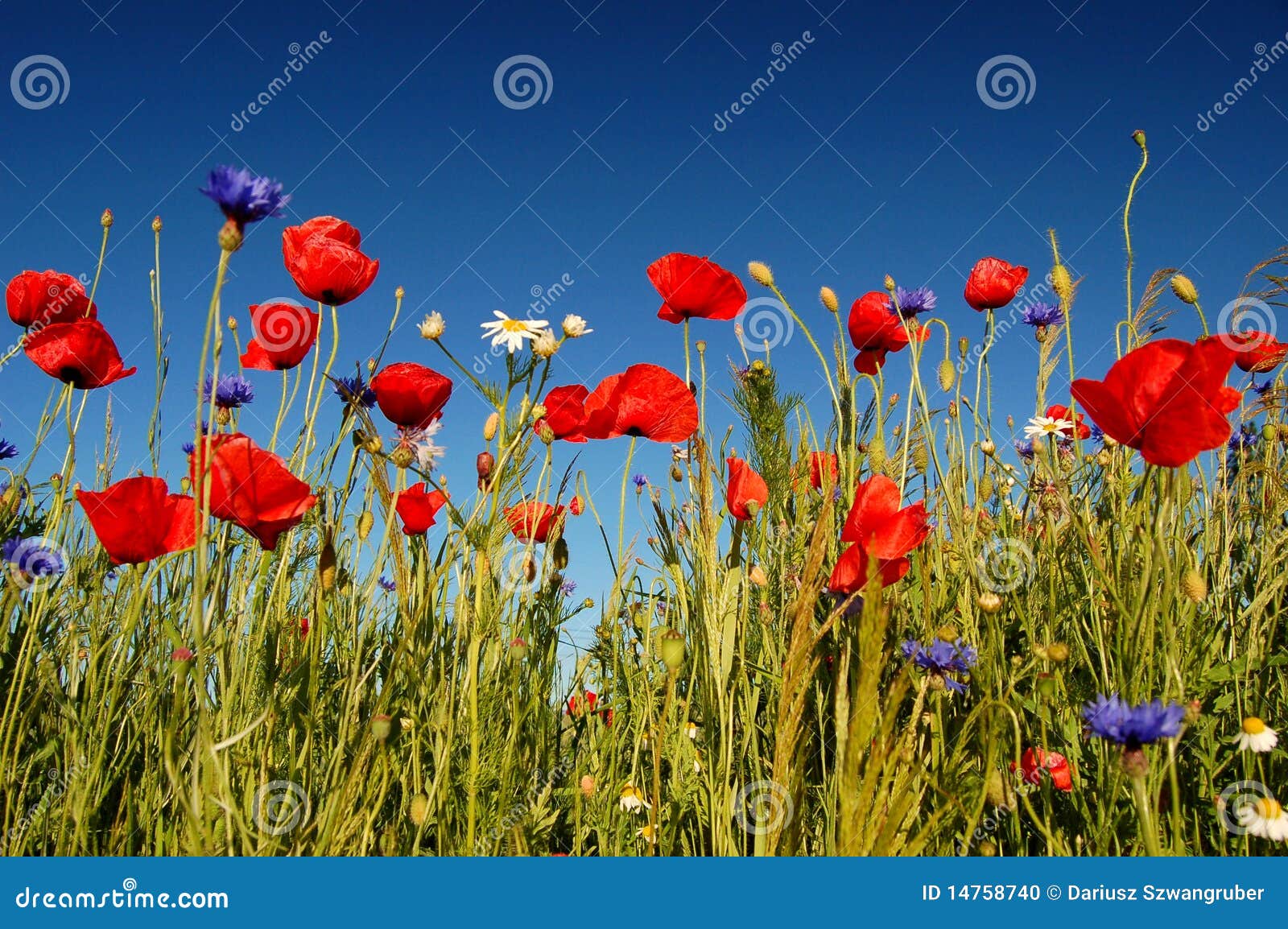 Wildflowers stock photo. Image of outdoor, nature, june - 14758740