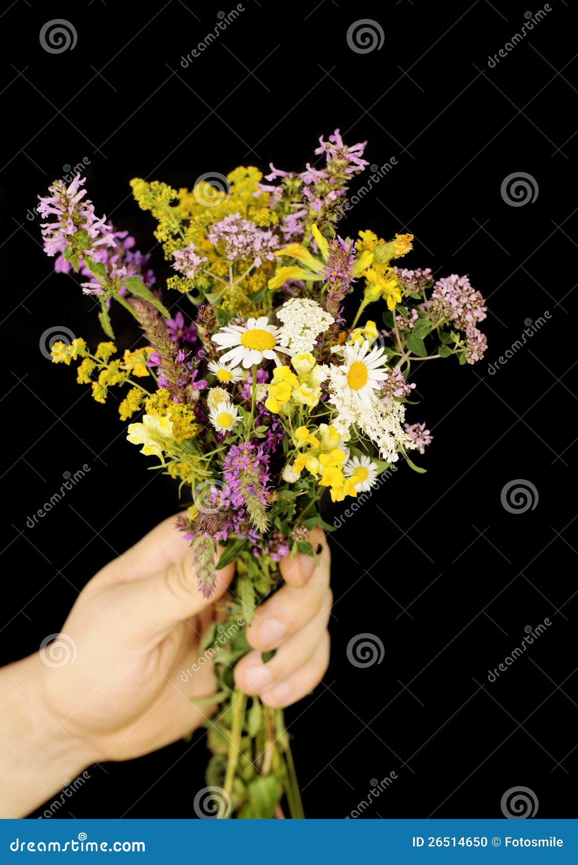 Wildflowers stock photo. Image of gift, love, present - 26514650