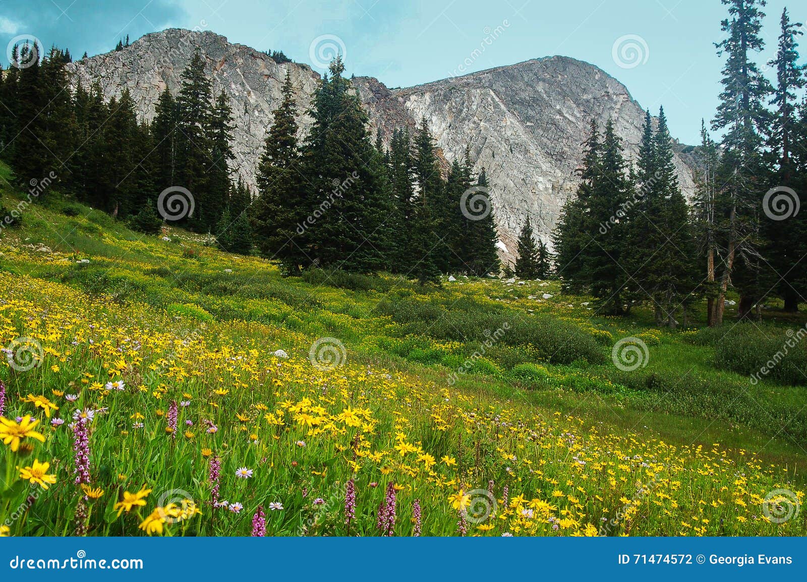 Wildflowers in an Alpine Mountain Meadow Stock Photo - Image of blue ...