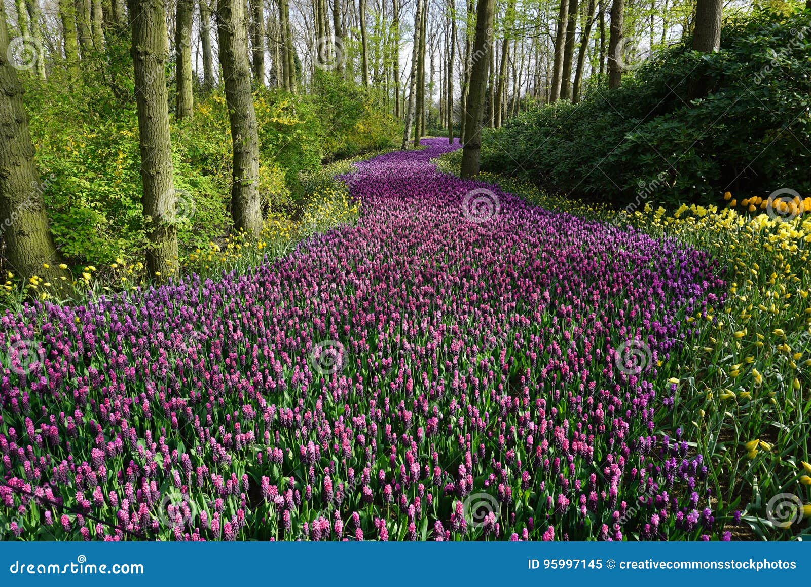 Wildflowers Blooming In Forest Picture. Image: 95997145