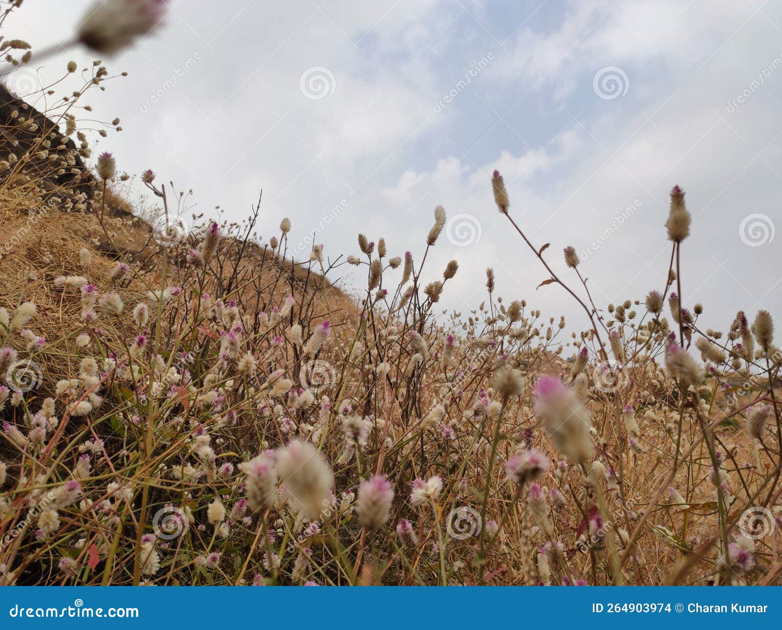 Wildflowers close-up stock photo. Image of frost, wildflower - 264903974