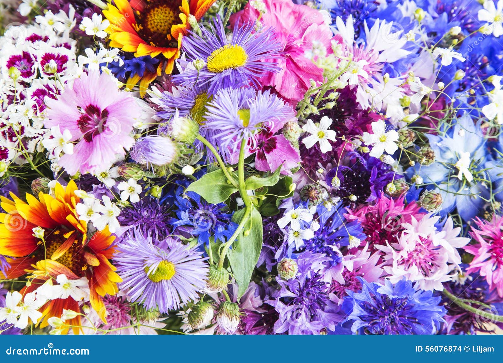 Wildflowers in Colors stock photo. Image of bloom, beauty - 56076874