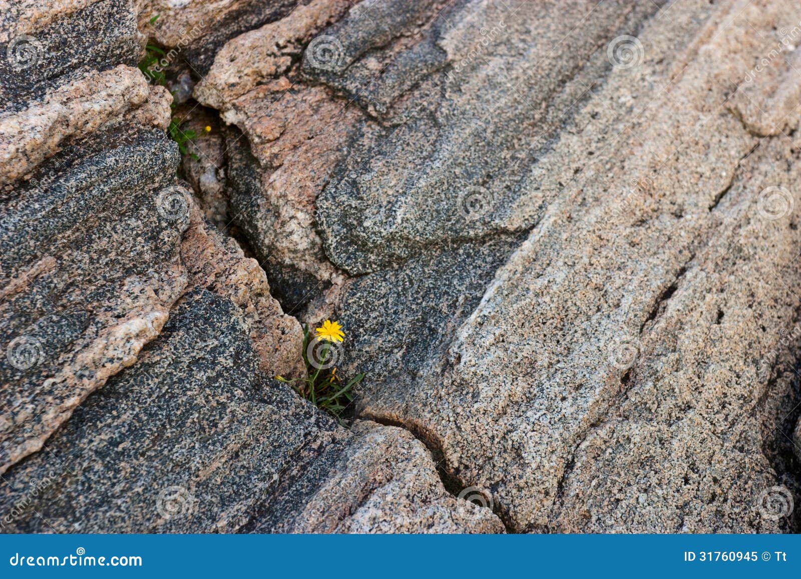 Wildflowers in a crevice stock image. Image of plants - 31760945