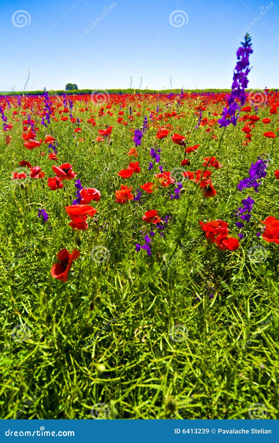 Wildflowers field stock image. Image of flowers, cloudless - 6413239