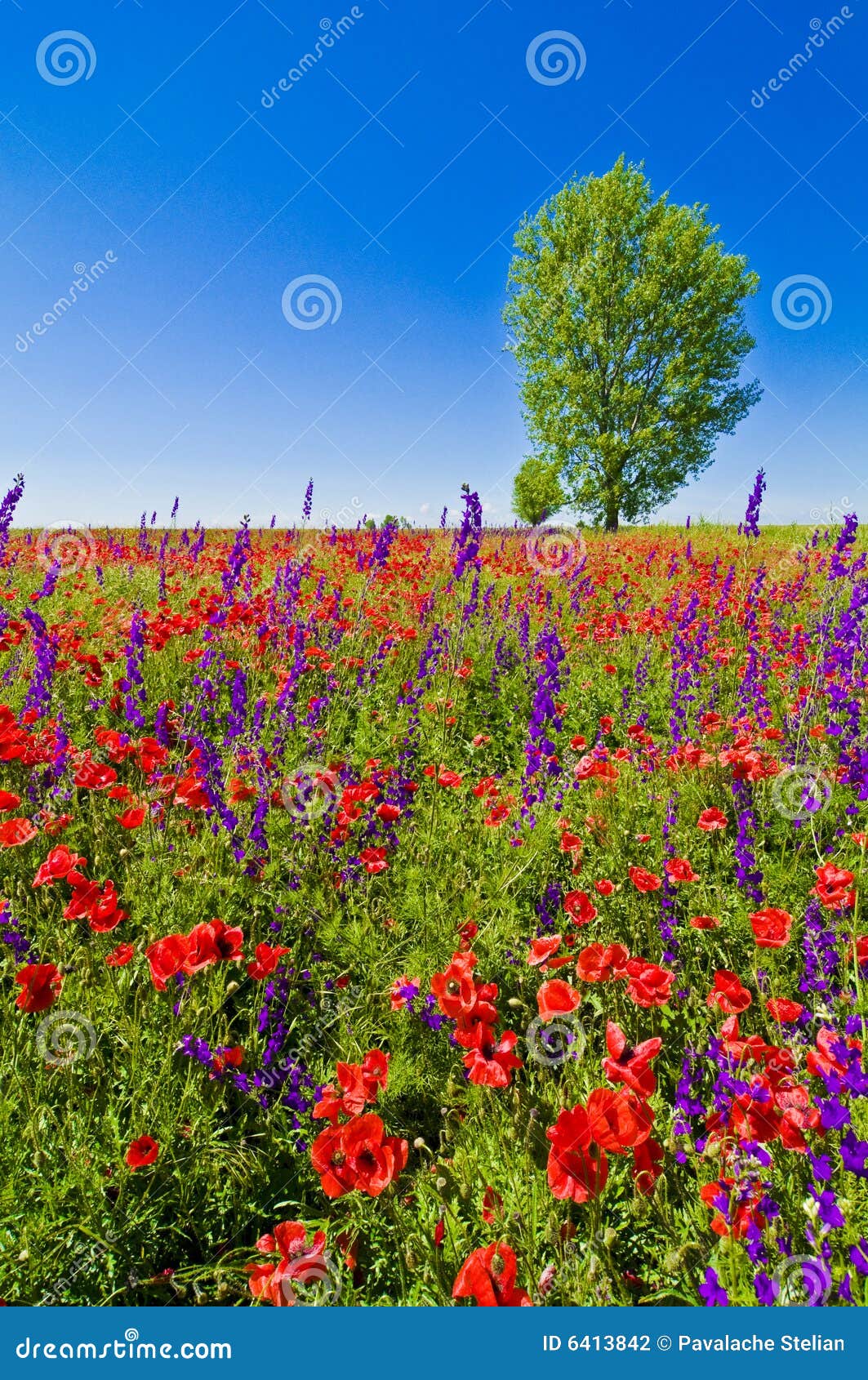 Wildflowers In The Field, Blurred Silhouette Of Motorcycle Royalty-Free ...