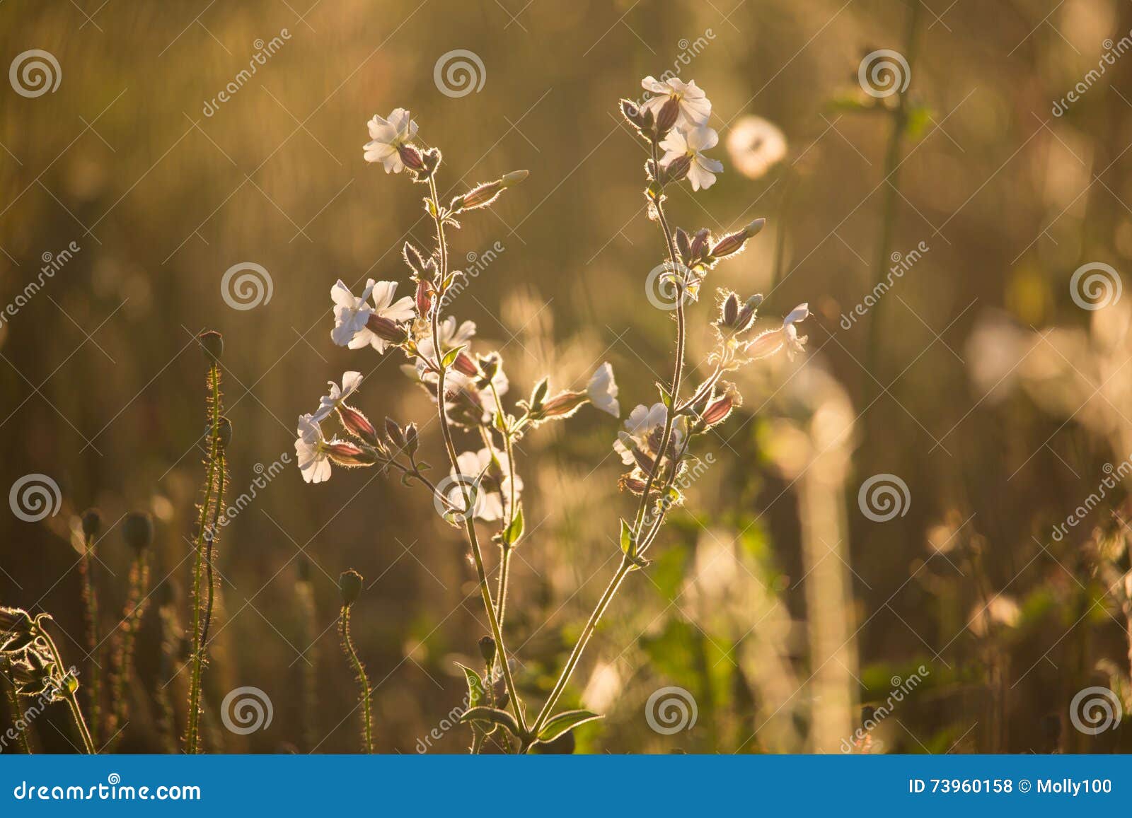 Wildflowers Field in Backlight Stock Photo - Image of environmental ...
