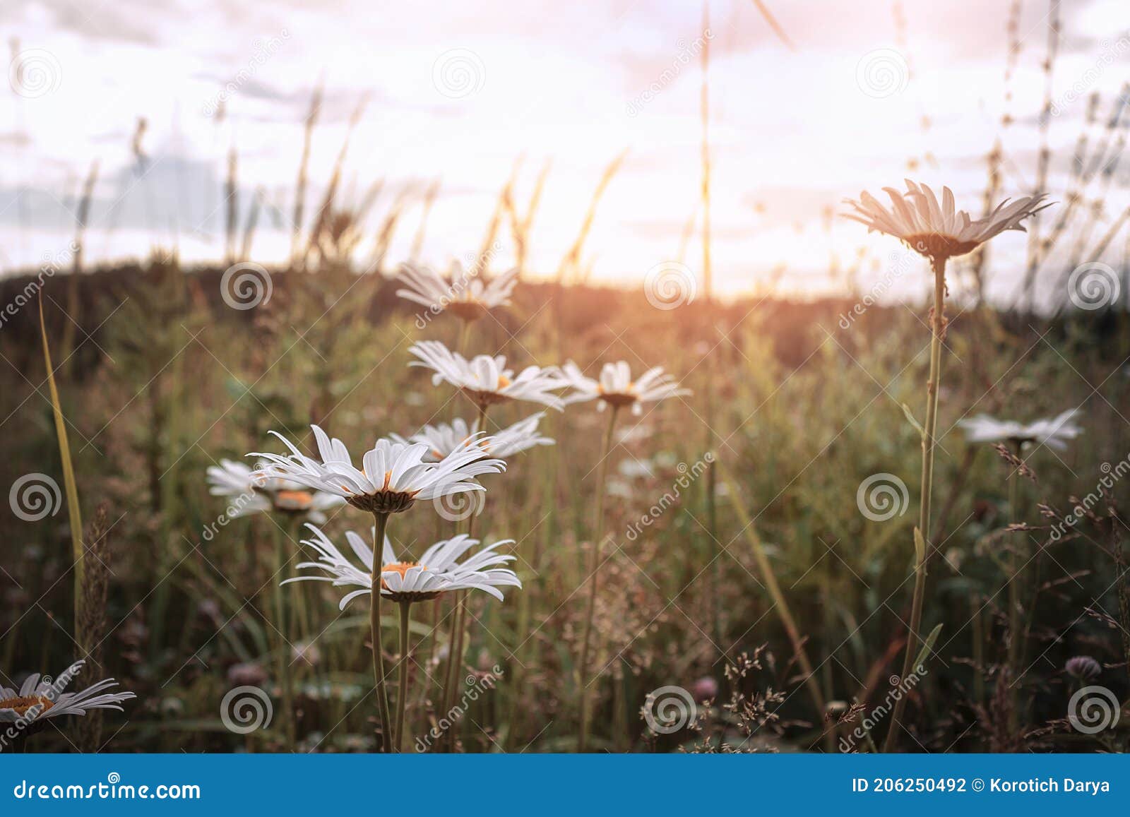 Wildflowers in a Field at Sunset Stock Photo - Image of flora ...