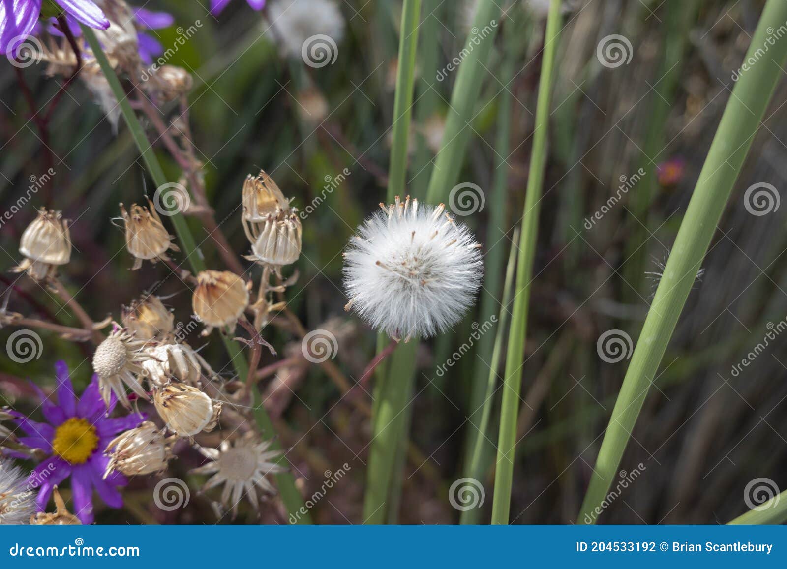 Wildflowers Growing by Beach in Spring Stock Photo - Image of thistle ...
