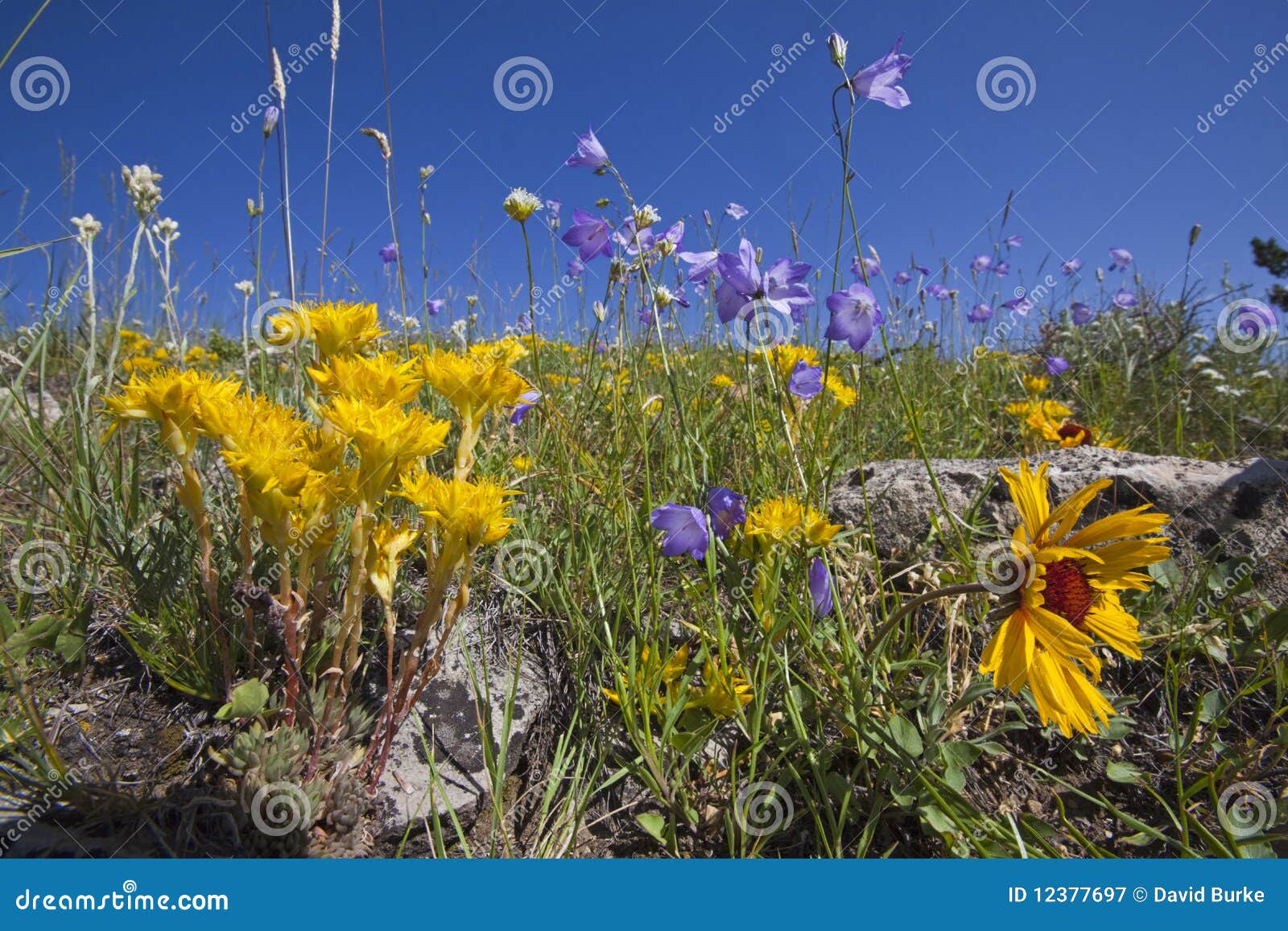 Spring Wildflowers Blooming Mountain Meadow Flowers Sunflower Stock ...