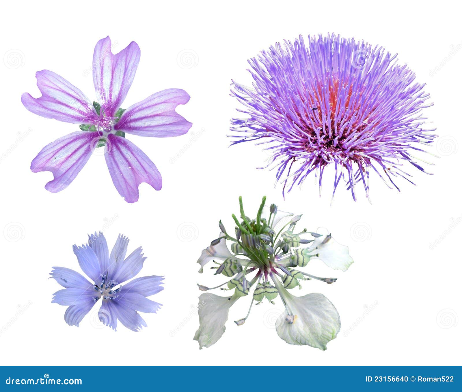 Wildflowers in isolation stock photo. Image of flower - 23156640