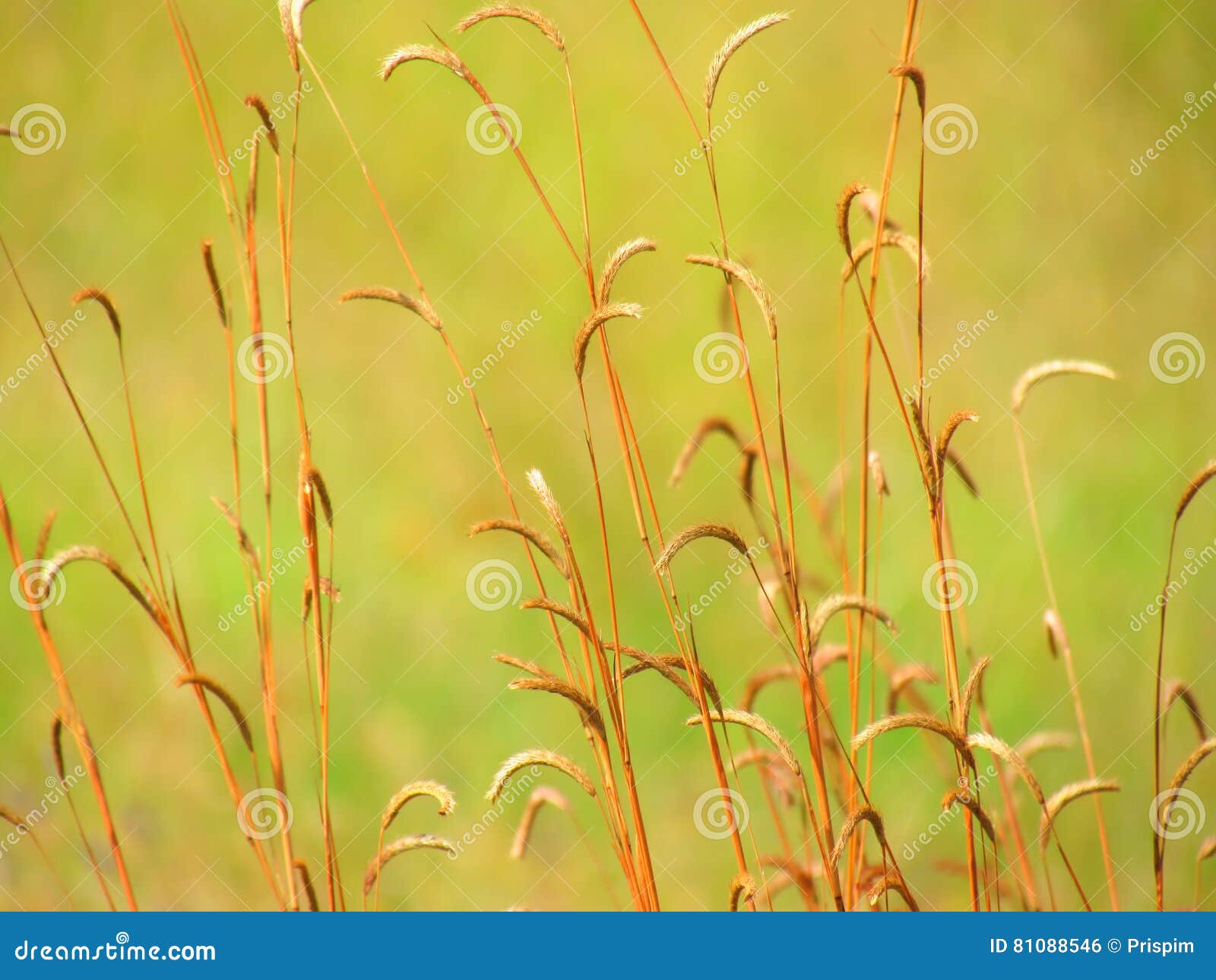Wildflowers Meadow in the Field, Selective Focus, Space in the Zone ...
