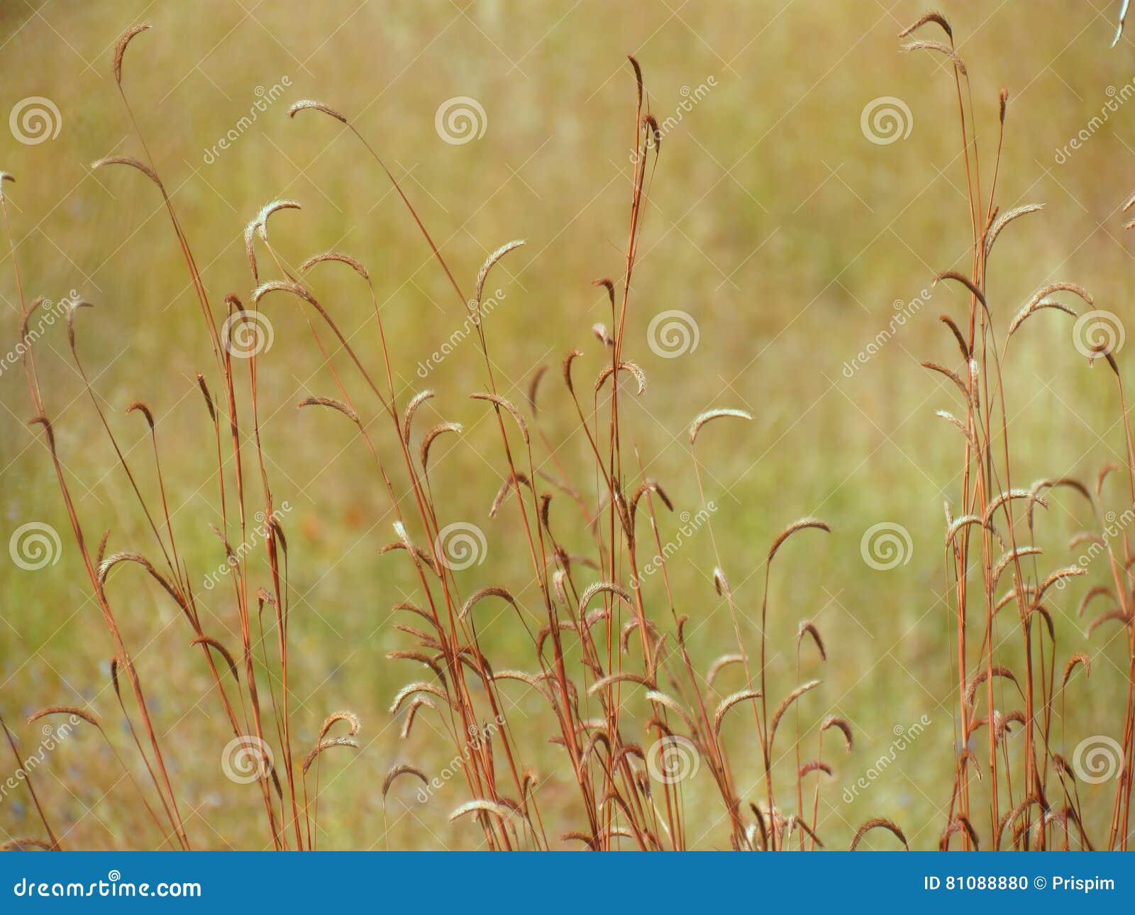 Wildflowers Meadow in the Field, Selective Focus, Space in the Zone ...