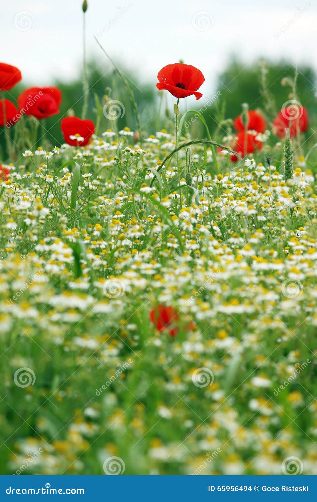 Wildflowers Meadow Spring Season Stock Photo - Image of camomile ...