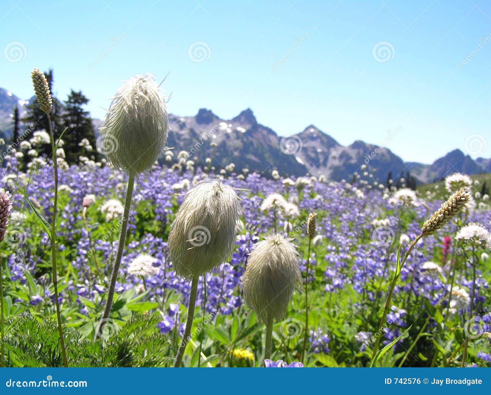 Wildflowers at Mt. Rainier stock photo. Image of field - 742576
