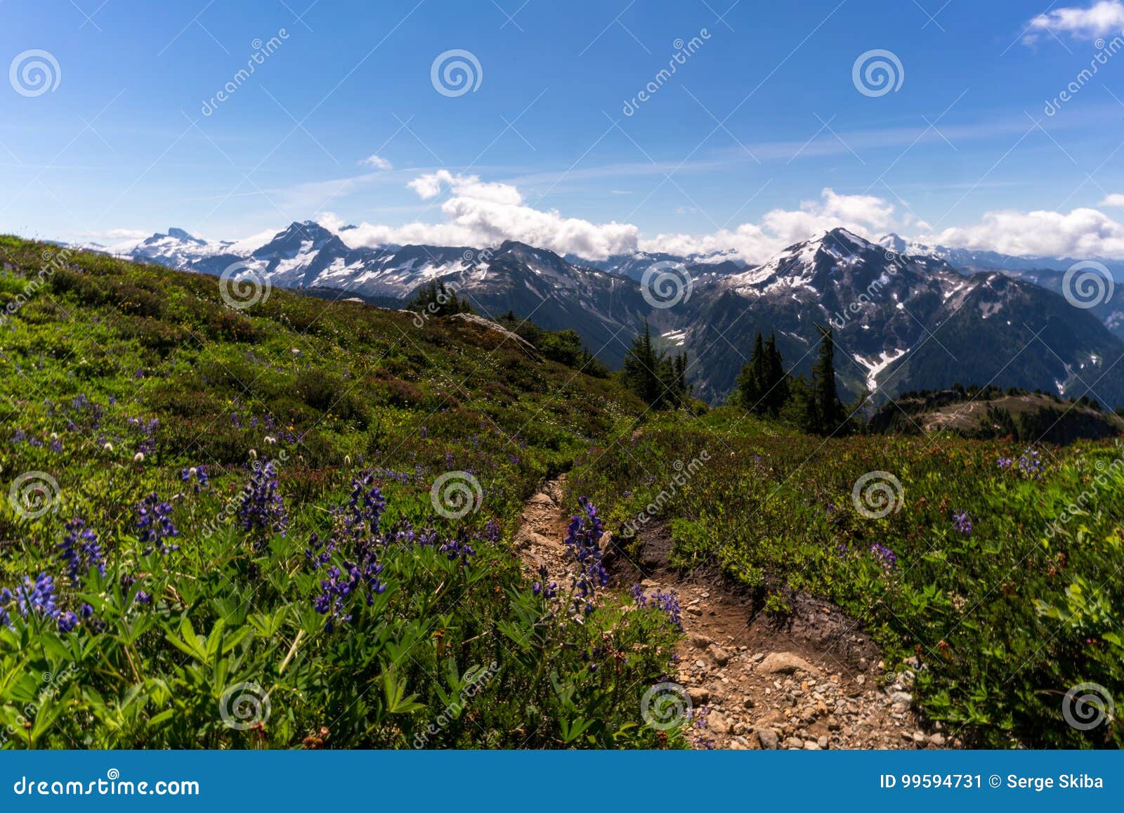 Wildflowers at North Cascades National Park in the Summer Stock Image ... Wildflowers at North Cascades National Park in the Summer Stock Image ...