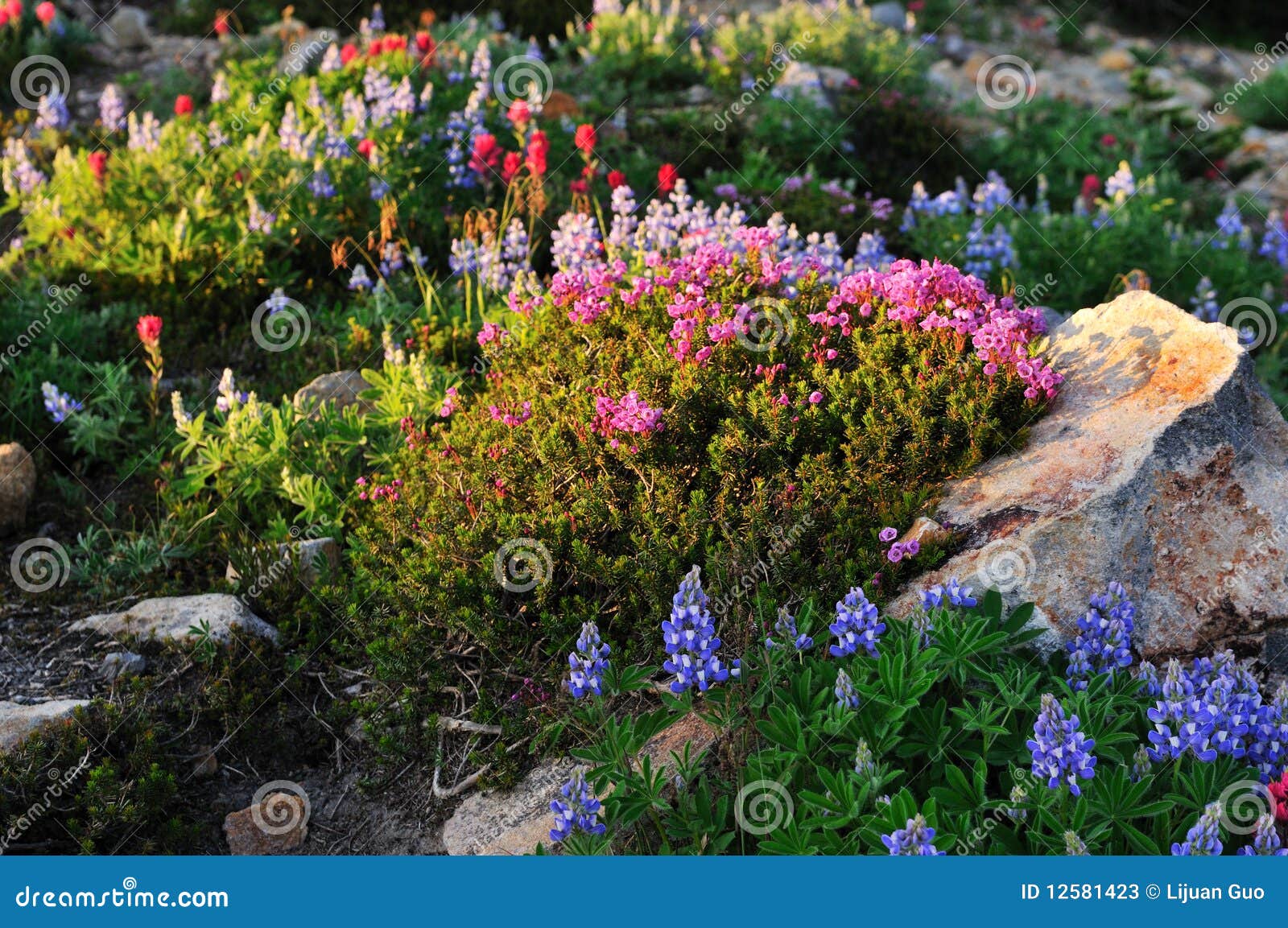 Wildflowers in Paradise Area on Mt. Rainier Stock Image - Image of ...