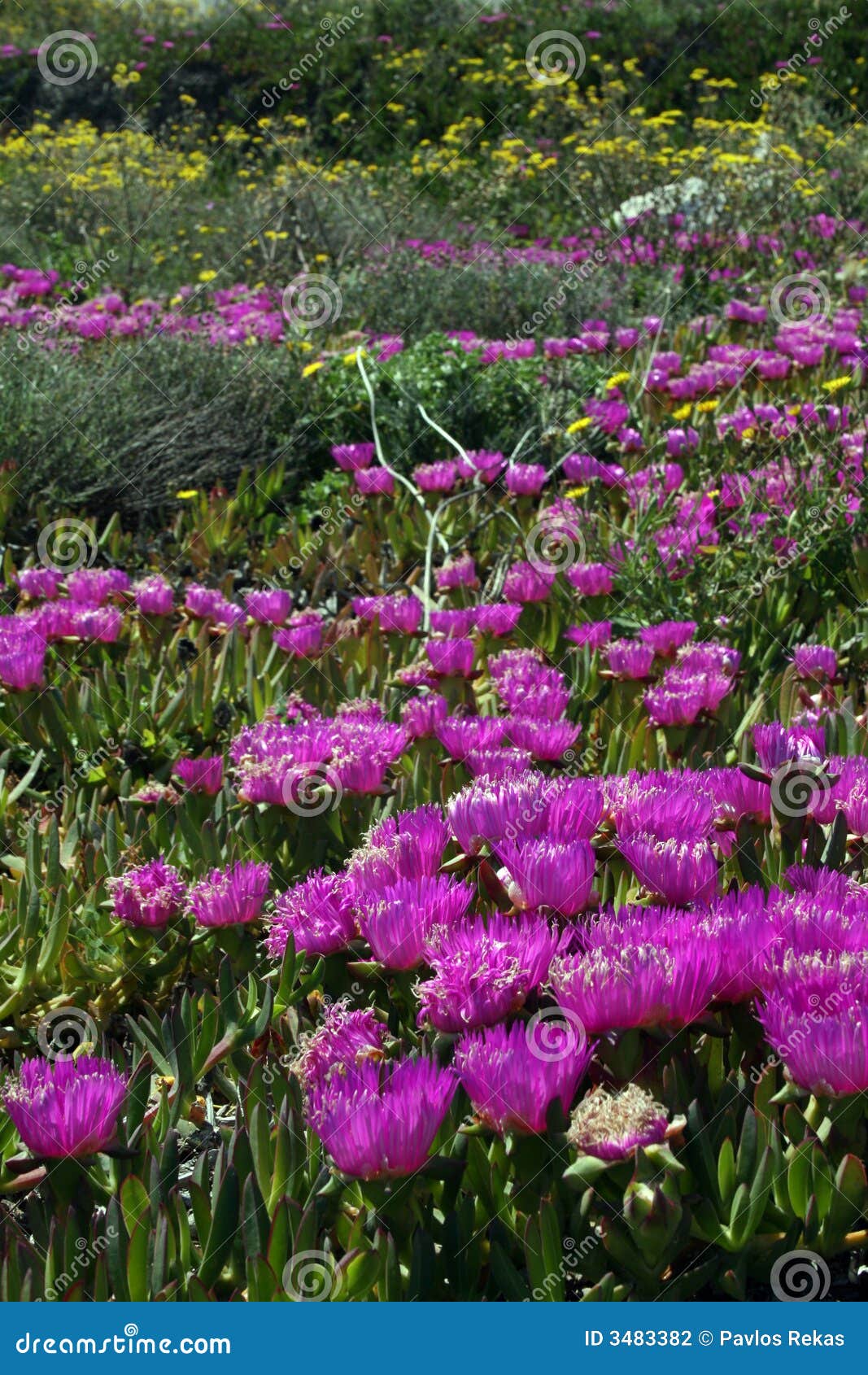 Wildflowers - Paros, Greece Stock Photo - Image of island, greek: 3483382