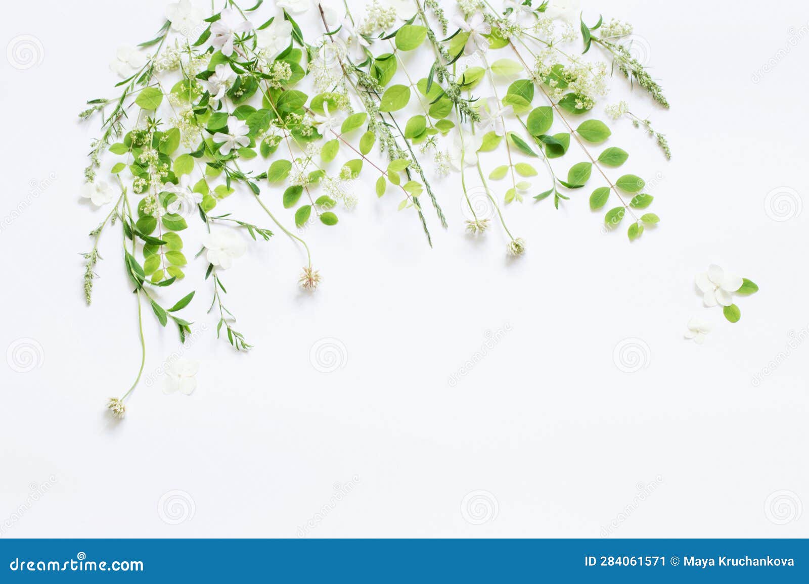 Wildflowers and Plants on White Background Stock Image - Image of space ...