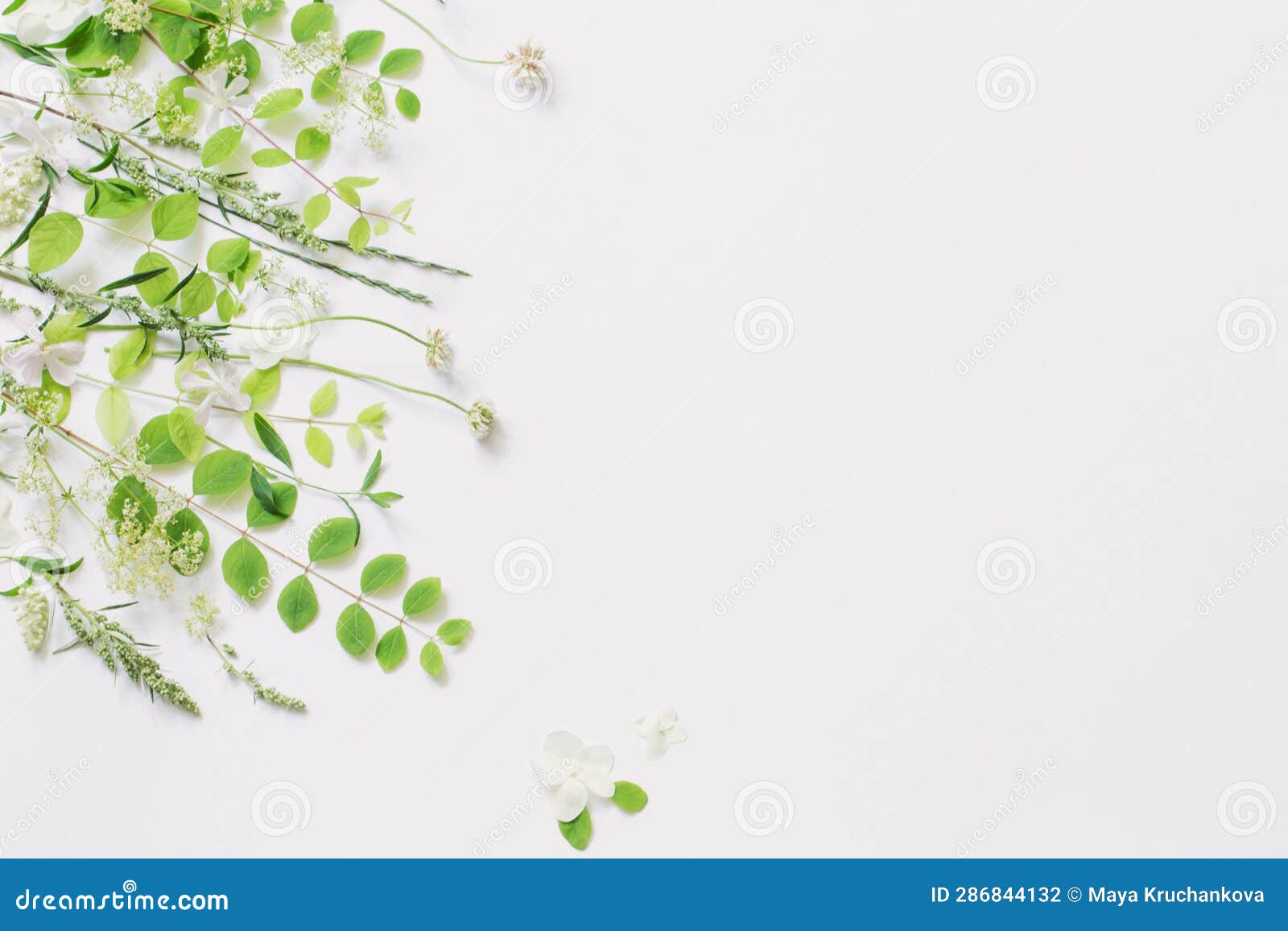 Wildflowers and Plants on White Background Stock Photo - Image of ...