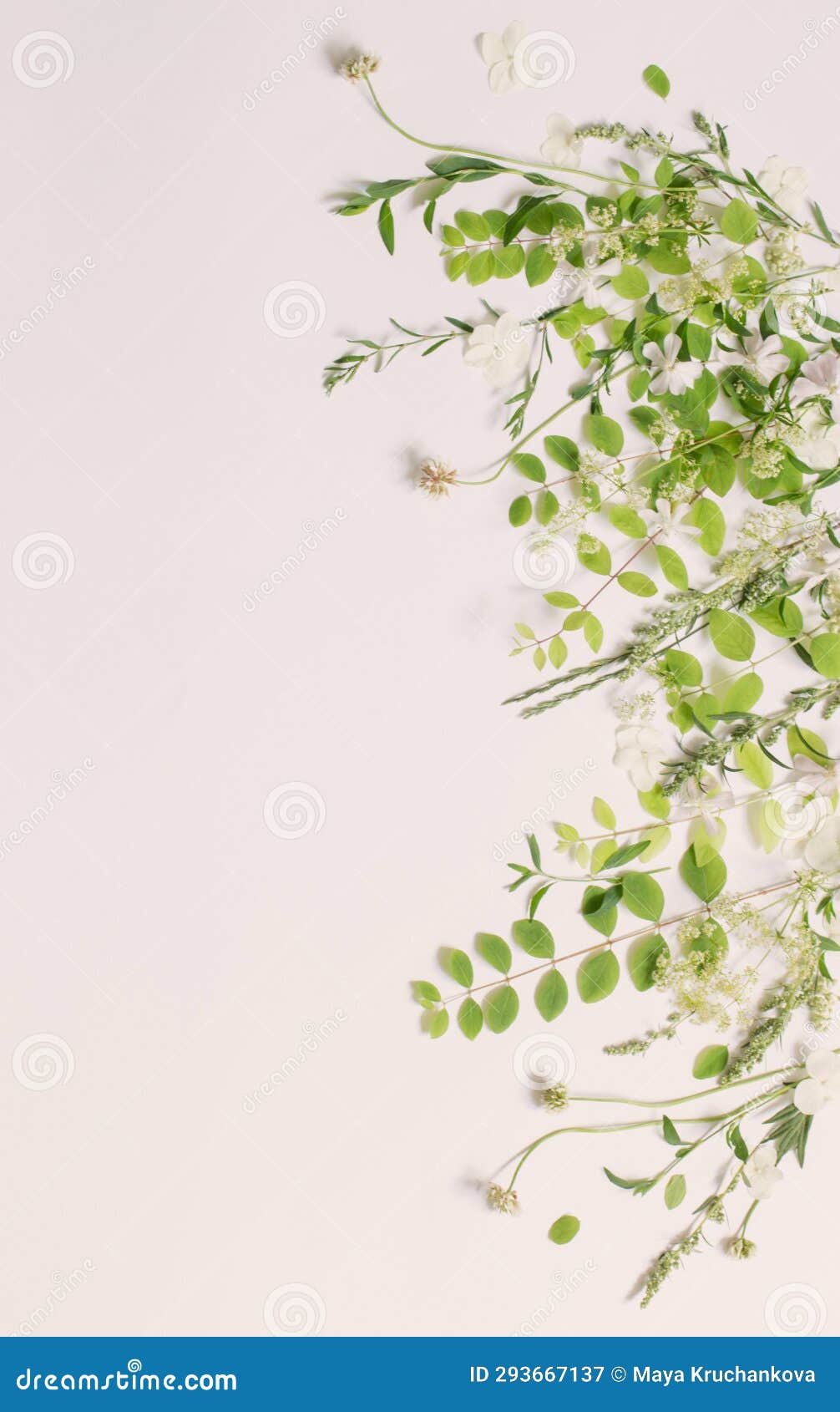 Wildflowers and Plants on White Background Stock Image - Image of frame ...