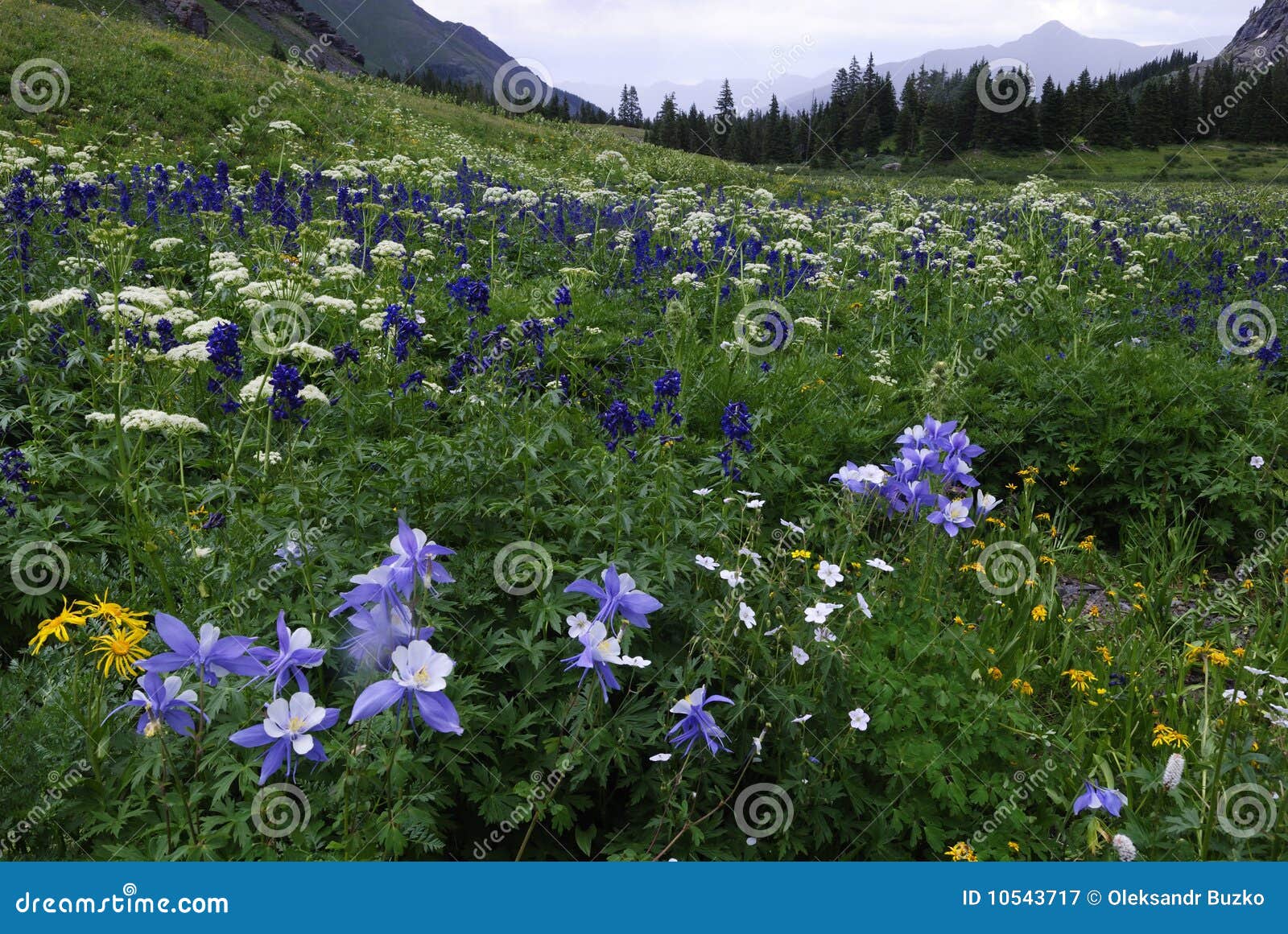 Wildflowers in San Juan Mountains in Colorado Stock Image - Image of ...