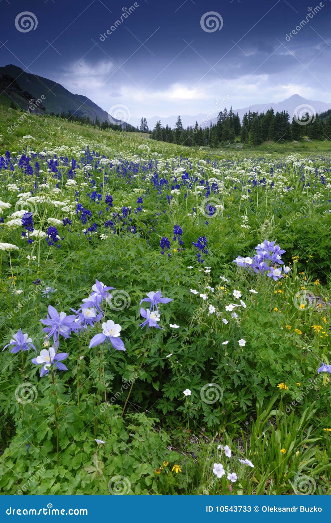 Wildflowers in San Juan Mountains in Colorado Stock Image - Image of ...