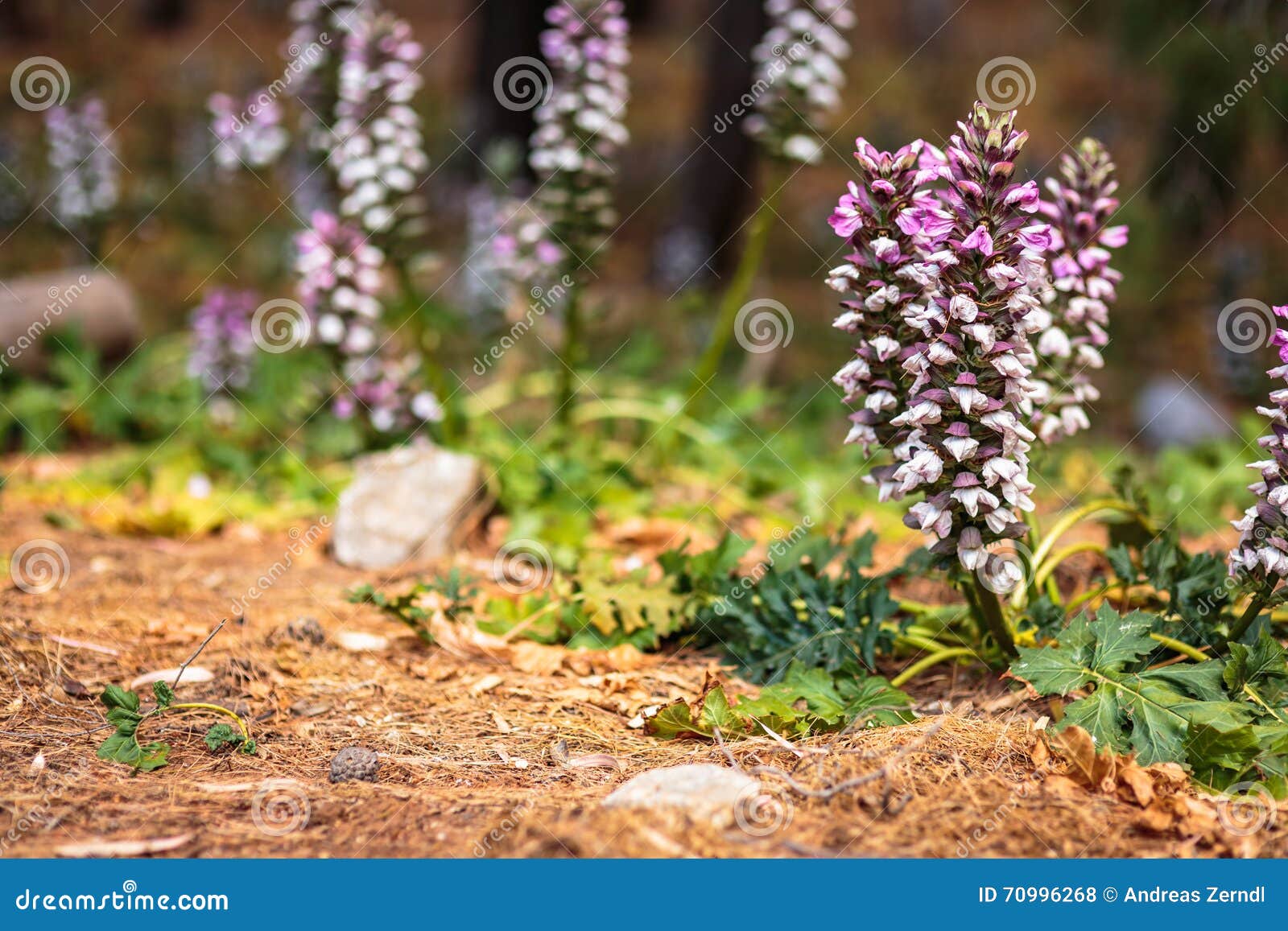 Wildflowers in Sicily, Italy Stock Photo - Image of sunny, bloom: 70996268