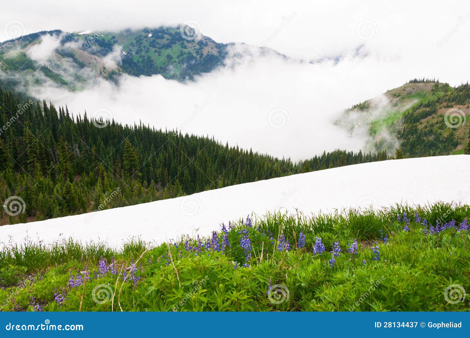 Wildflowers & Snow stock image. Image of blooming - 28134437