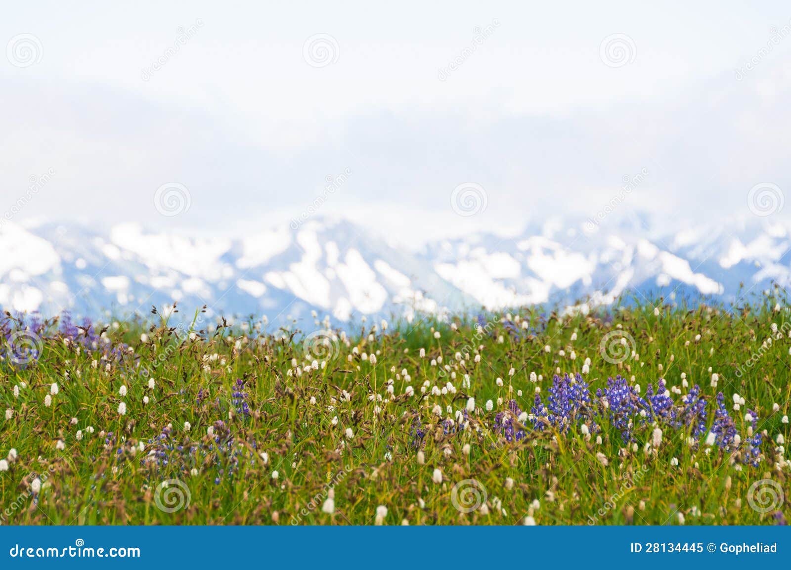 Wildflowers & Snow Capped Mountains Stock Image - Image of wildflower ...