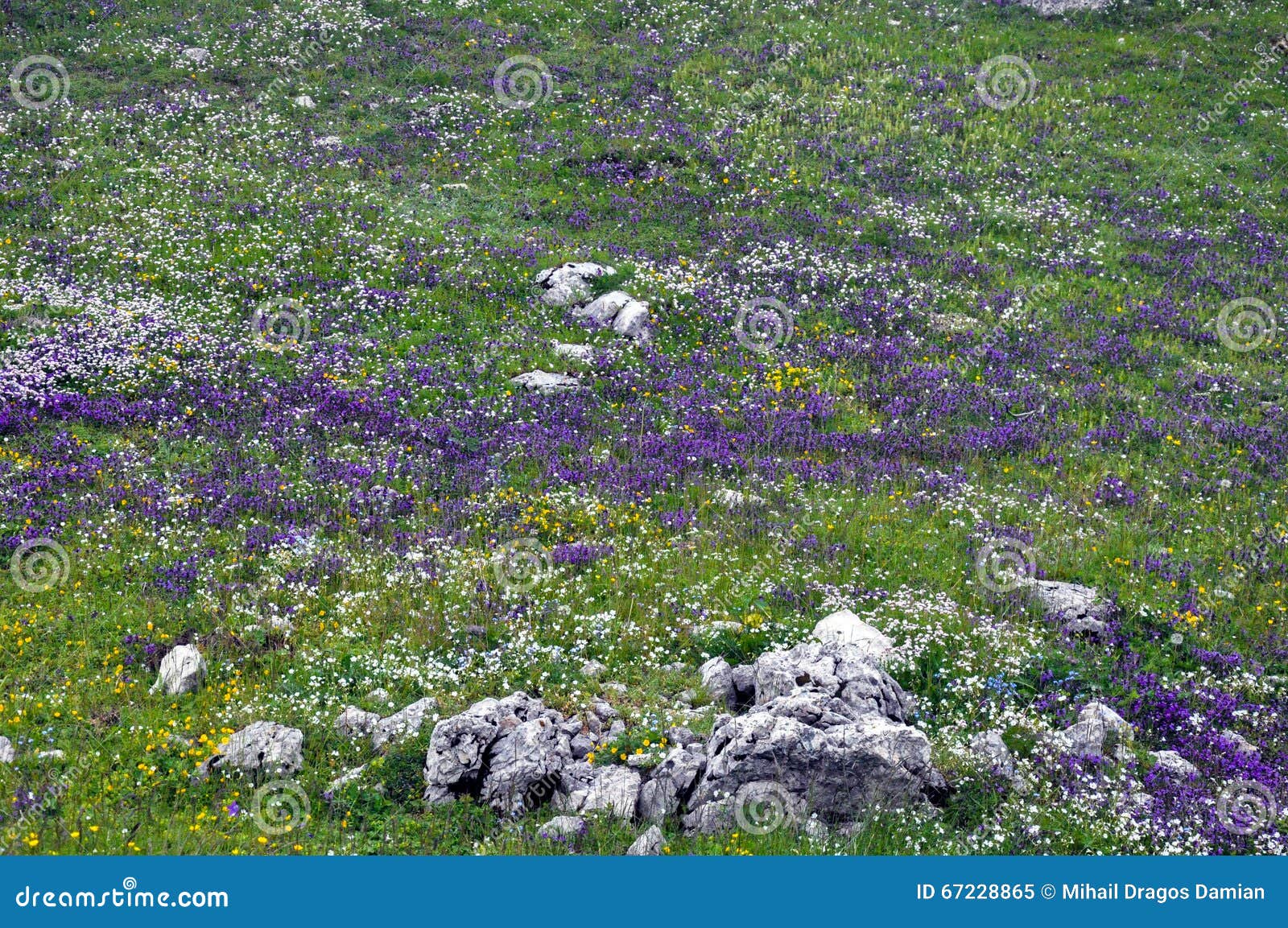 Wildflowers stock image. Image of spring, flowers, nature - 67228865